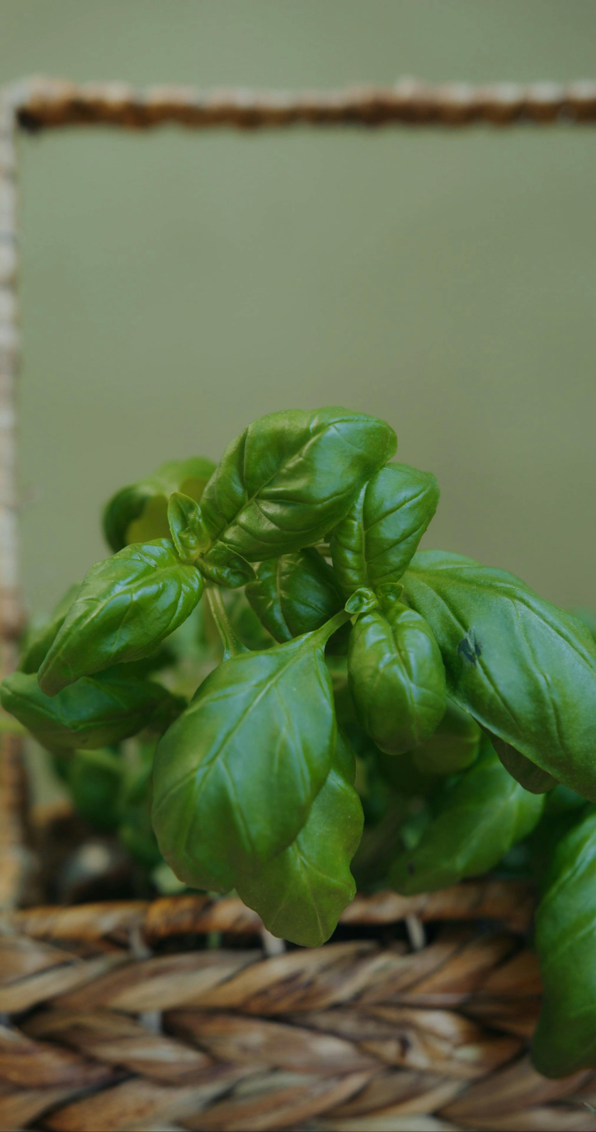 Green Basil Videos, Download The BEST Free 4k Stock Video Footage ...