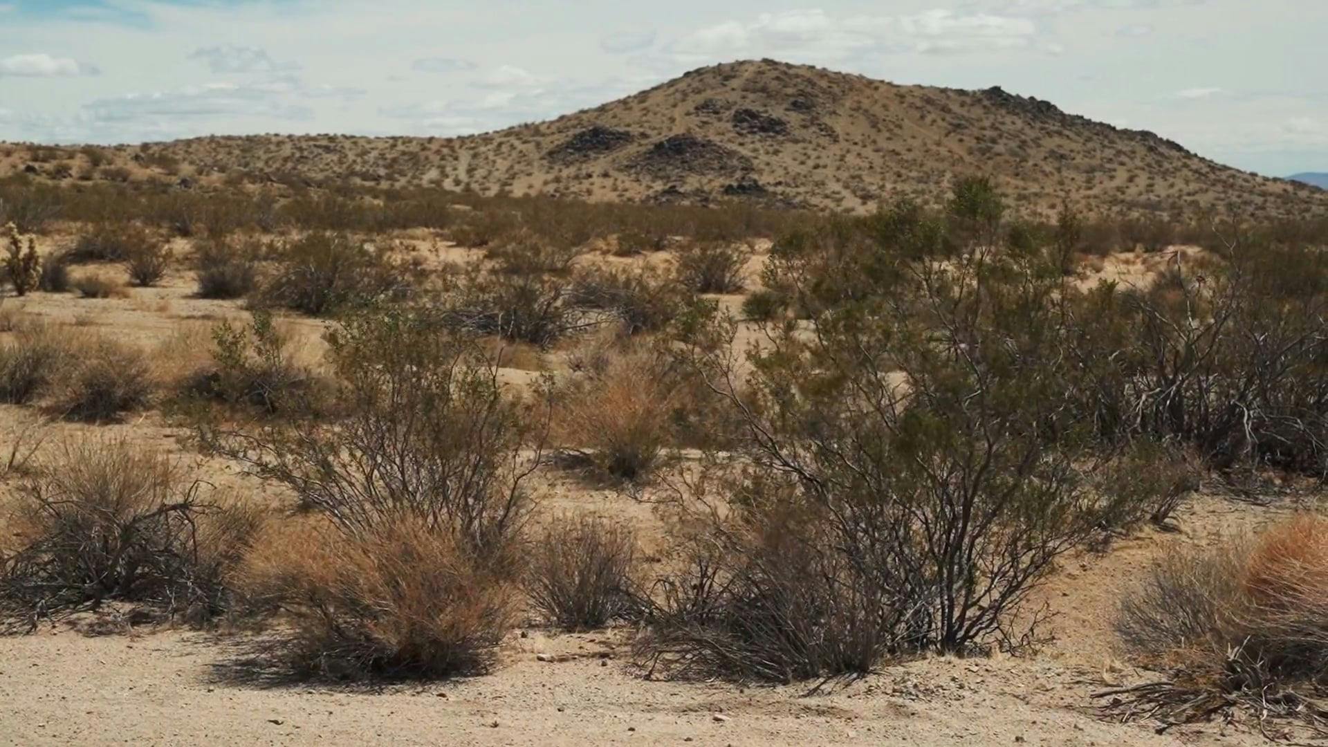 Bushes in the Desert Free Stock Video Footage, Royalty-Free 4K & HD ...