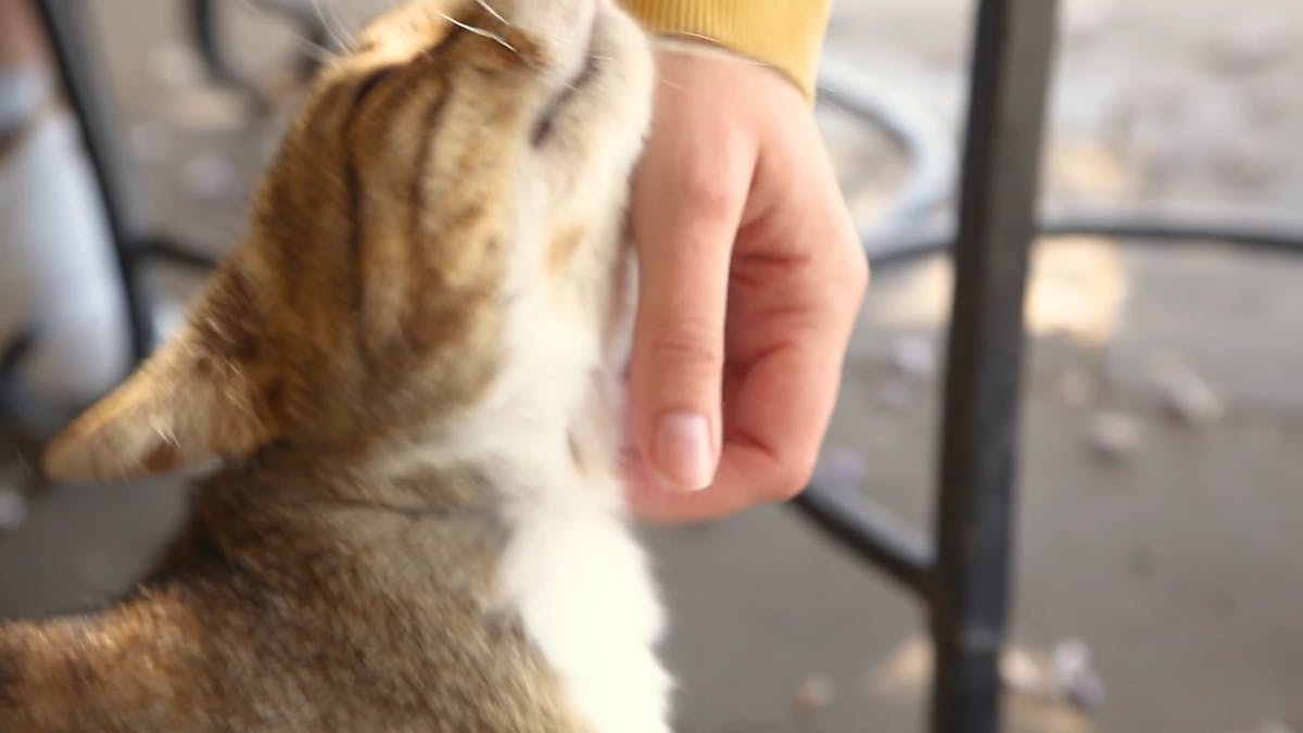 Cat Hand Up Videos, Download The BEST Free 4k Stock Video Footage & Cat Hand Up HD Video Clips