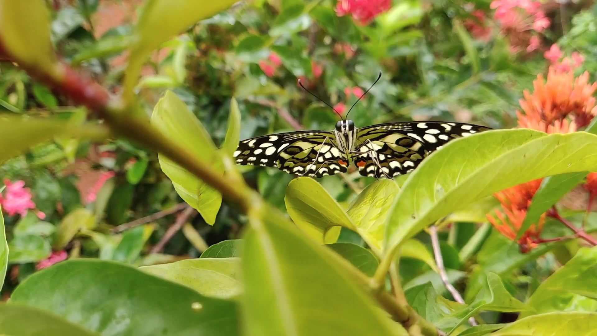 Butterfly On The Tree Branch Videos, Download The BEST Free 4k Stock ...
