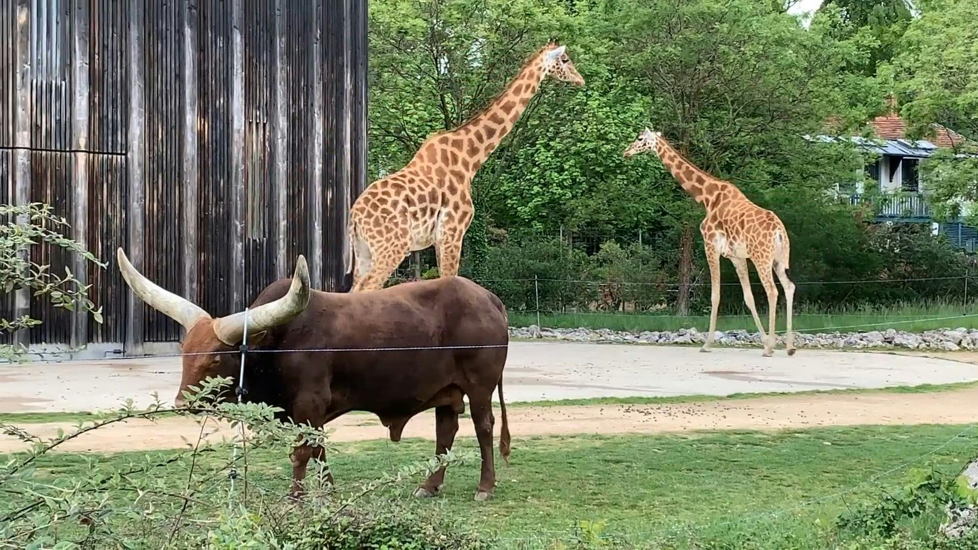 Giraffa Allo Zoo Videos, Download The BEST Free 4k Stock Video Footage ...