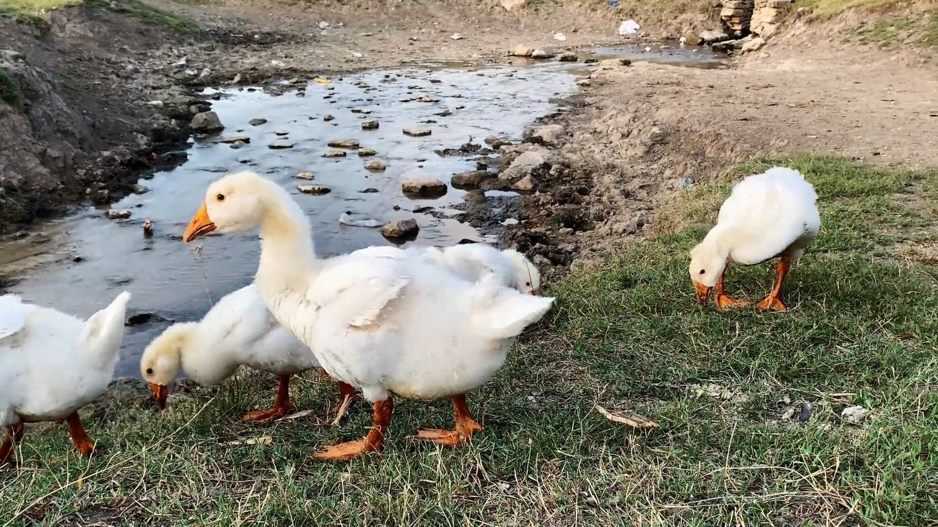 White Ducks Pecking Free Stock Video Footage, Royalty-Free 4K & HD ...