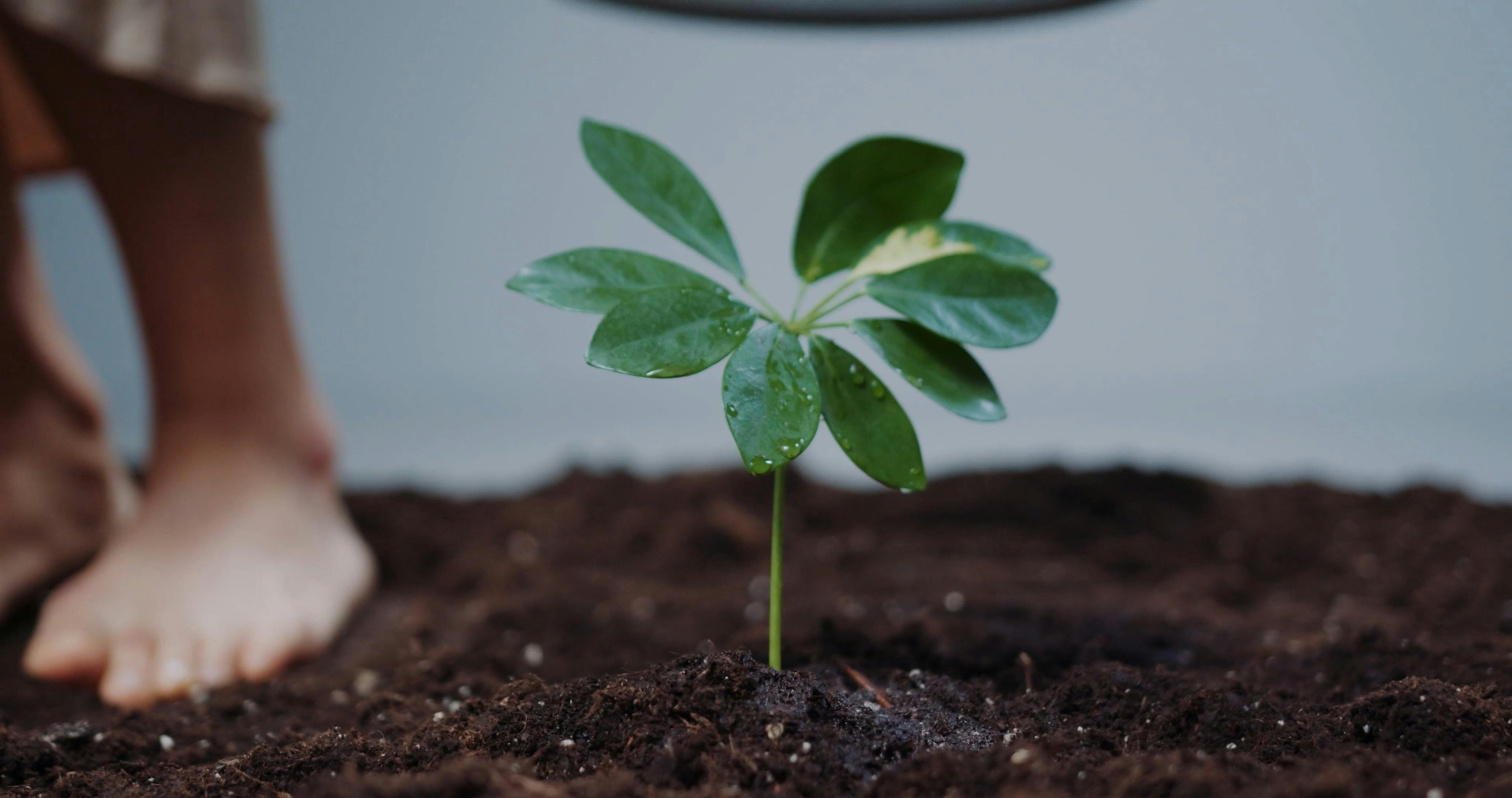 A Person Touching a Plant's Leaves Free Stock Video Footage, Royalty ...