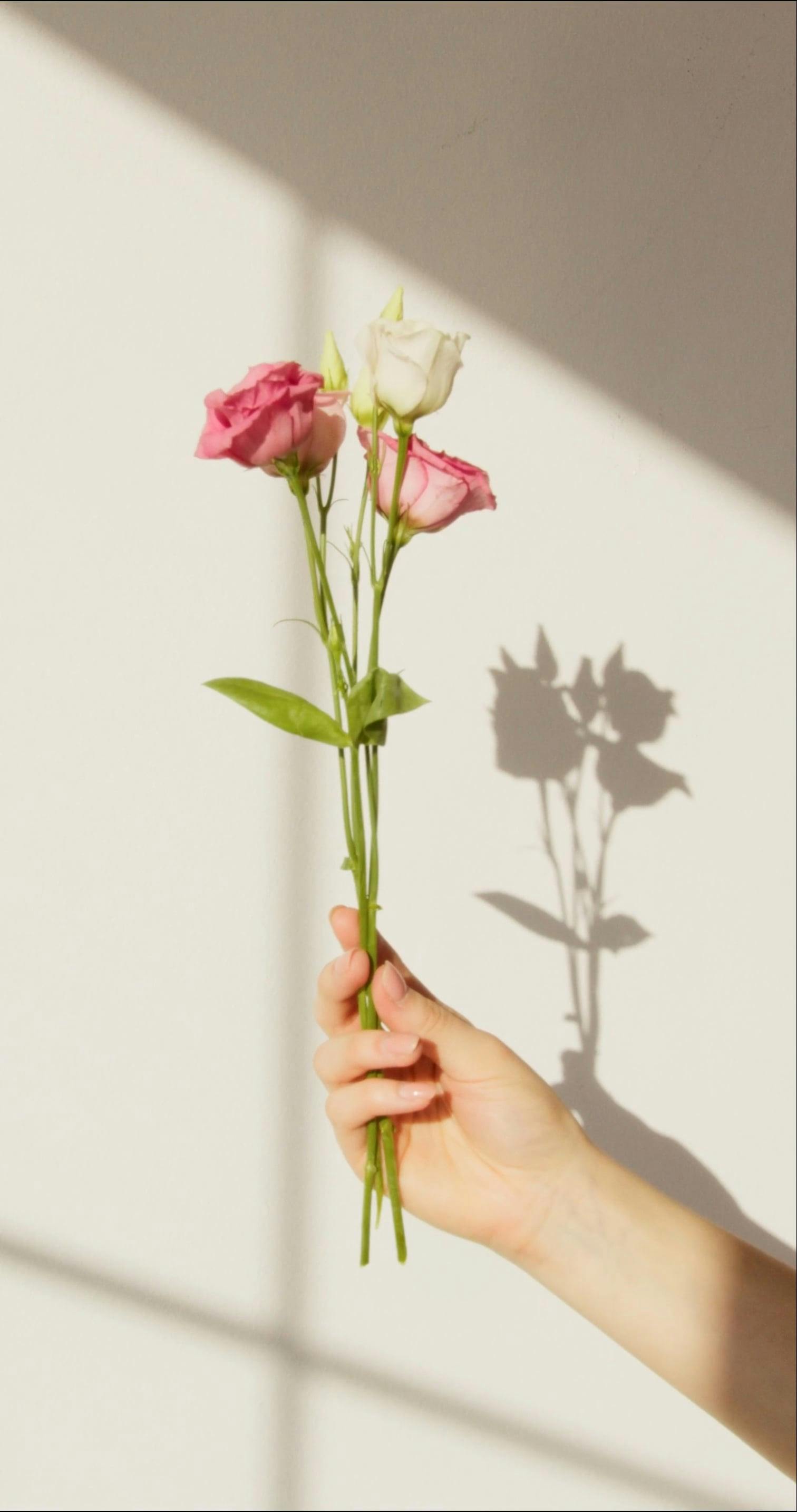 Single Flowers With Stem Videos, Download The BEST Free 4k Stock Video ...