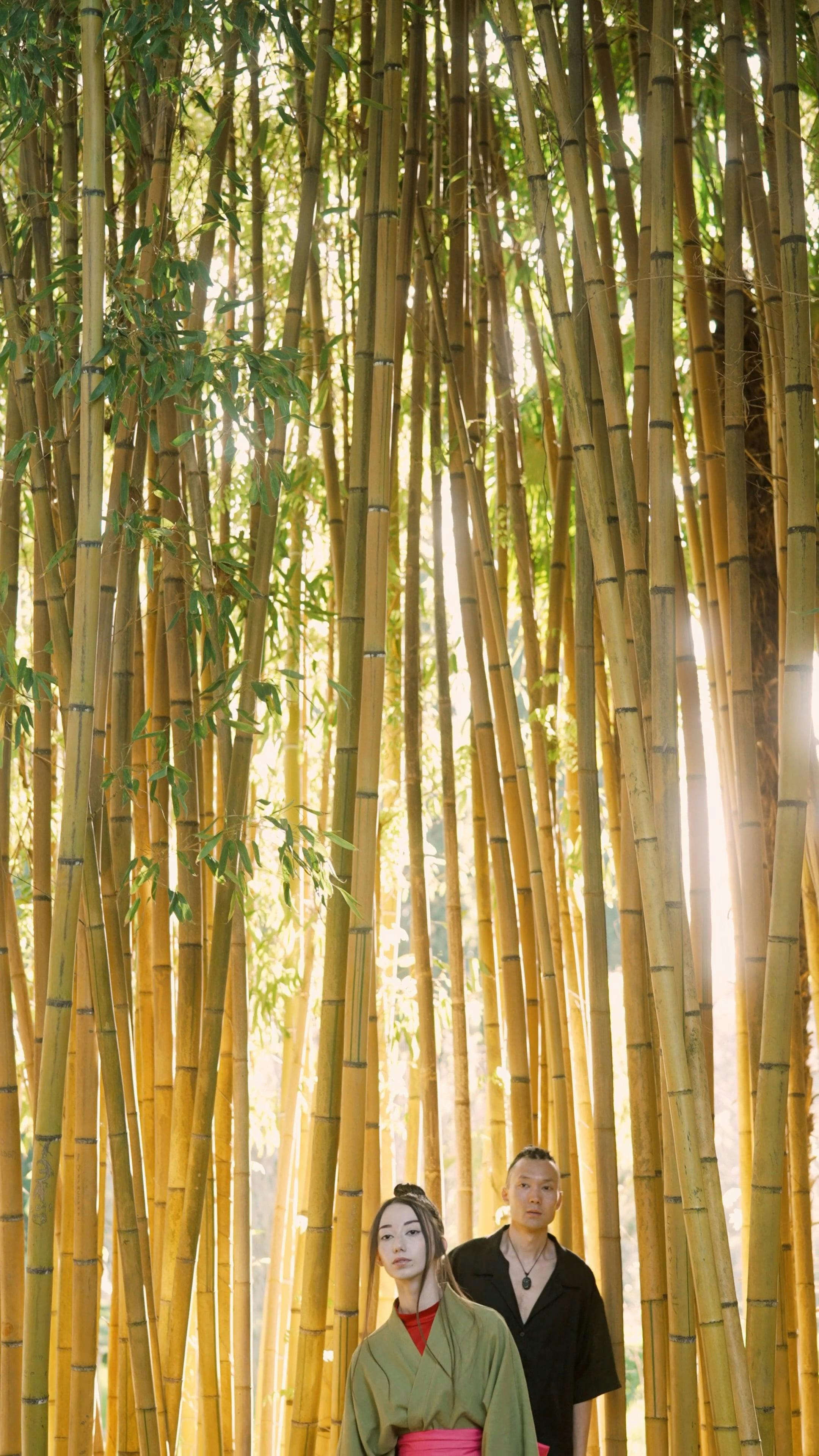 Arashiyama Bamboo Grove Videos, Download The BEST Free 4k Stock Video Footage & Arashiyama ...