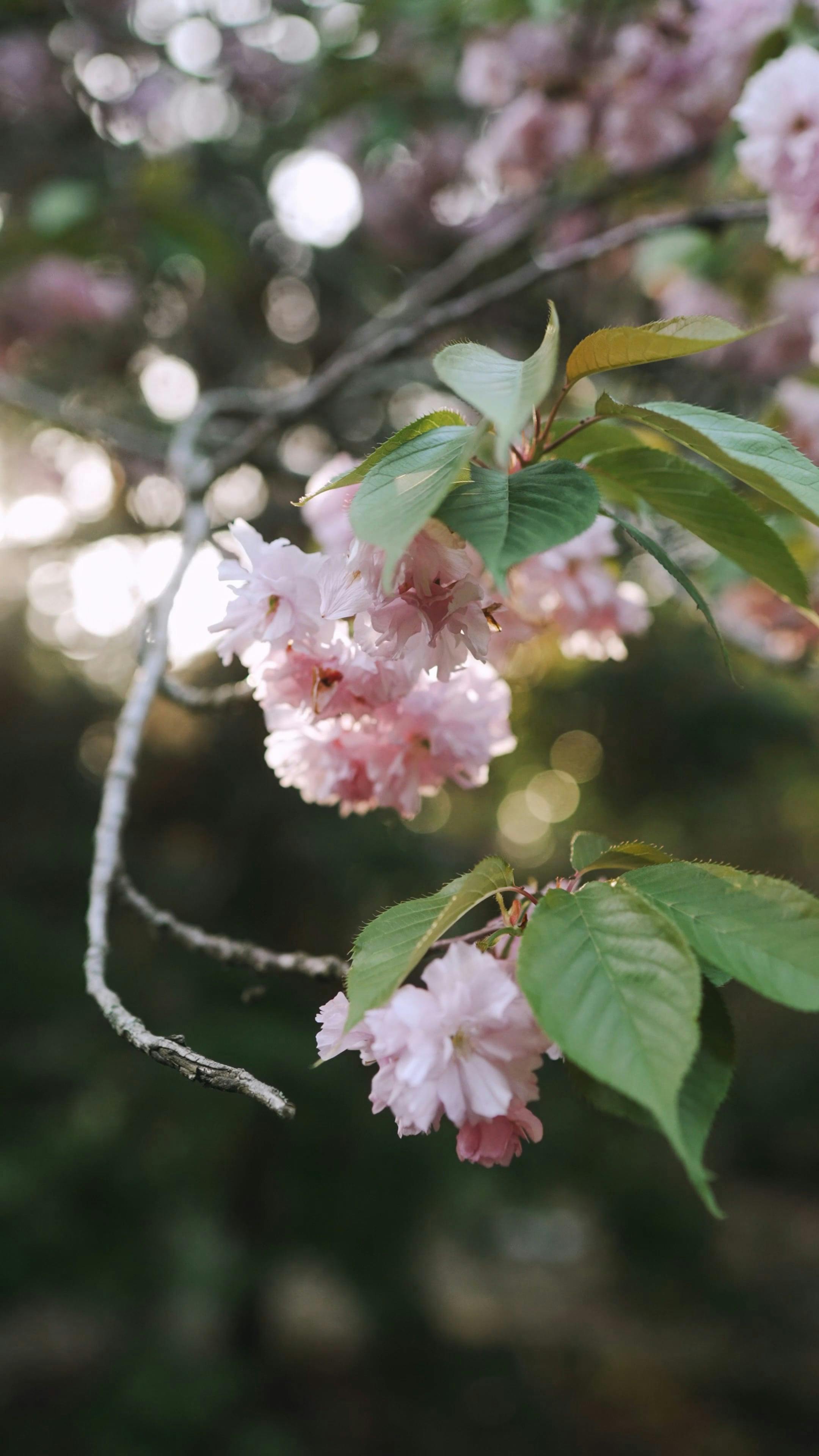 Japanese Photo Shoot Videos, Download The BEST Free 4k Stock Video ...