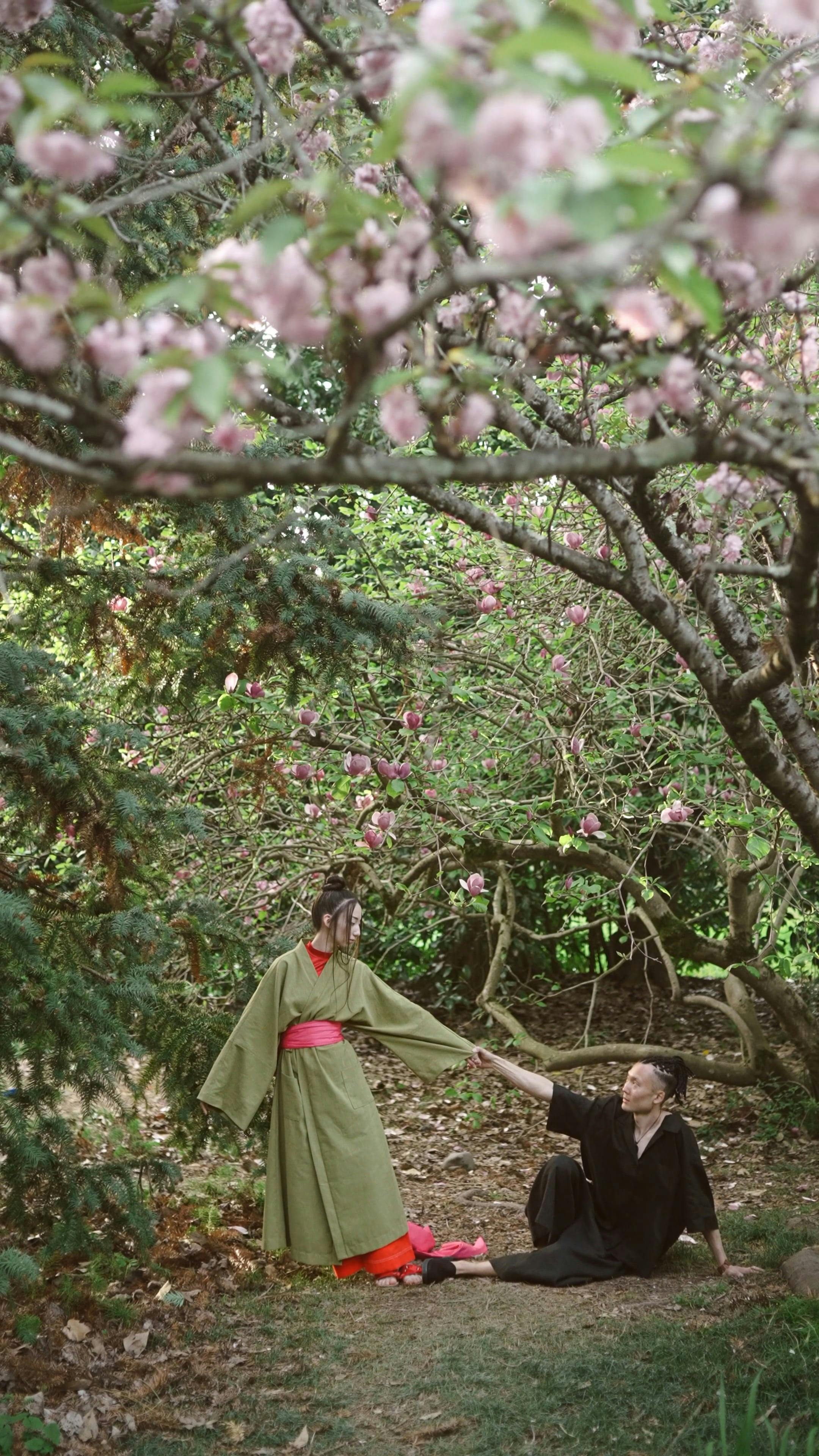 Cherry Trees Videos, Download The BEST Free 4k Stock Video Footage ...