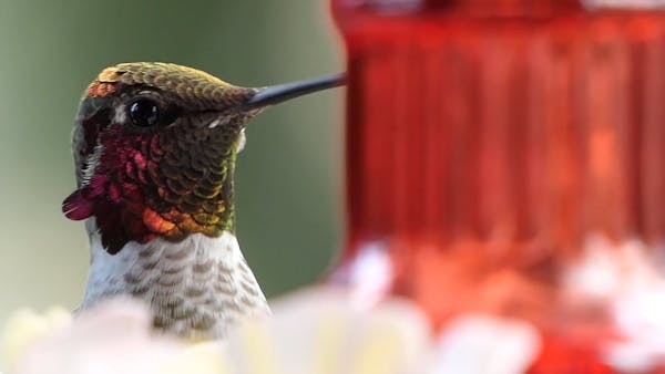 Hummingbird Videos, Download The BEST Free 4k Stock Video Footage ...