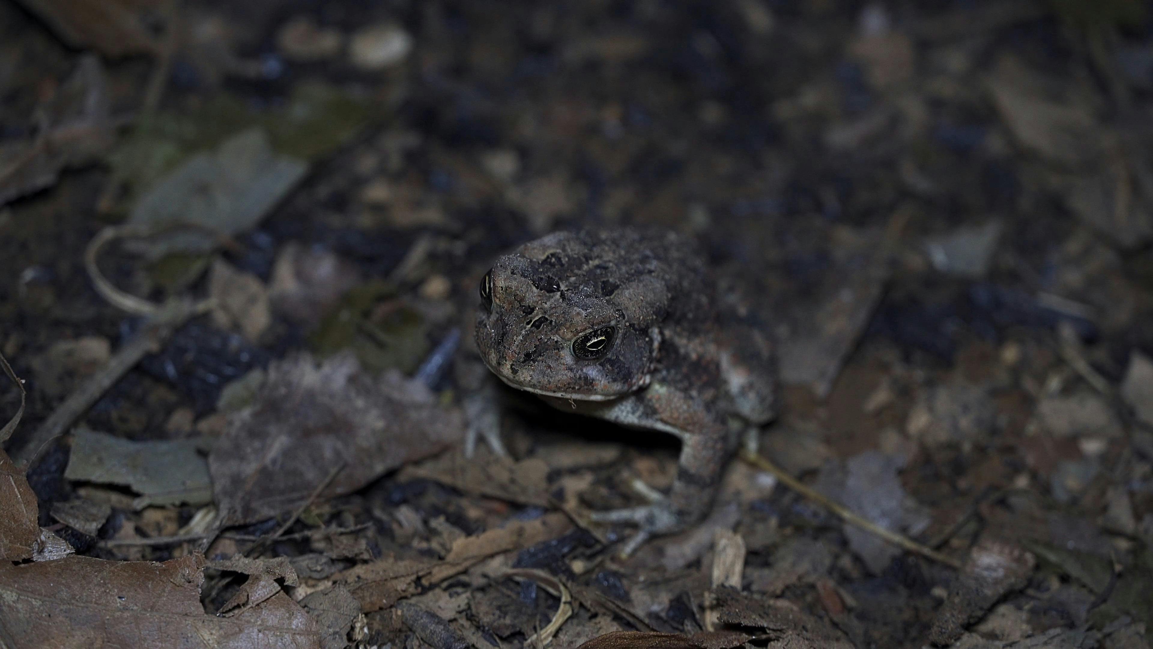 A Frog Eating an Ant Free Stock Video Footage, Royalty-Free 4K & HD ...