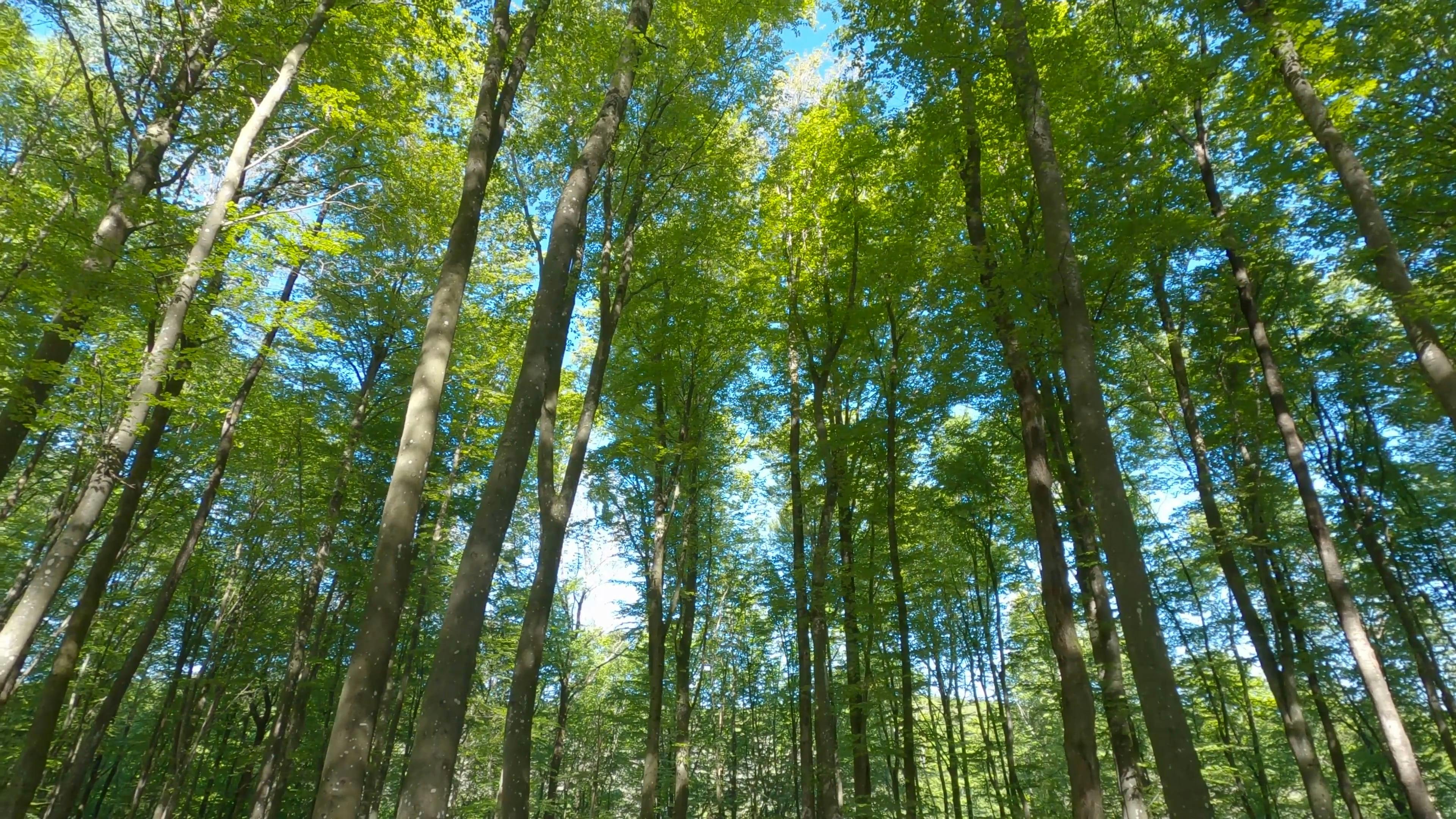 The Rays Of Sun In The Forest Free Stock Video Footage, Royalty-Free 4K ...