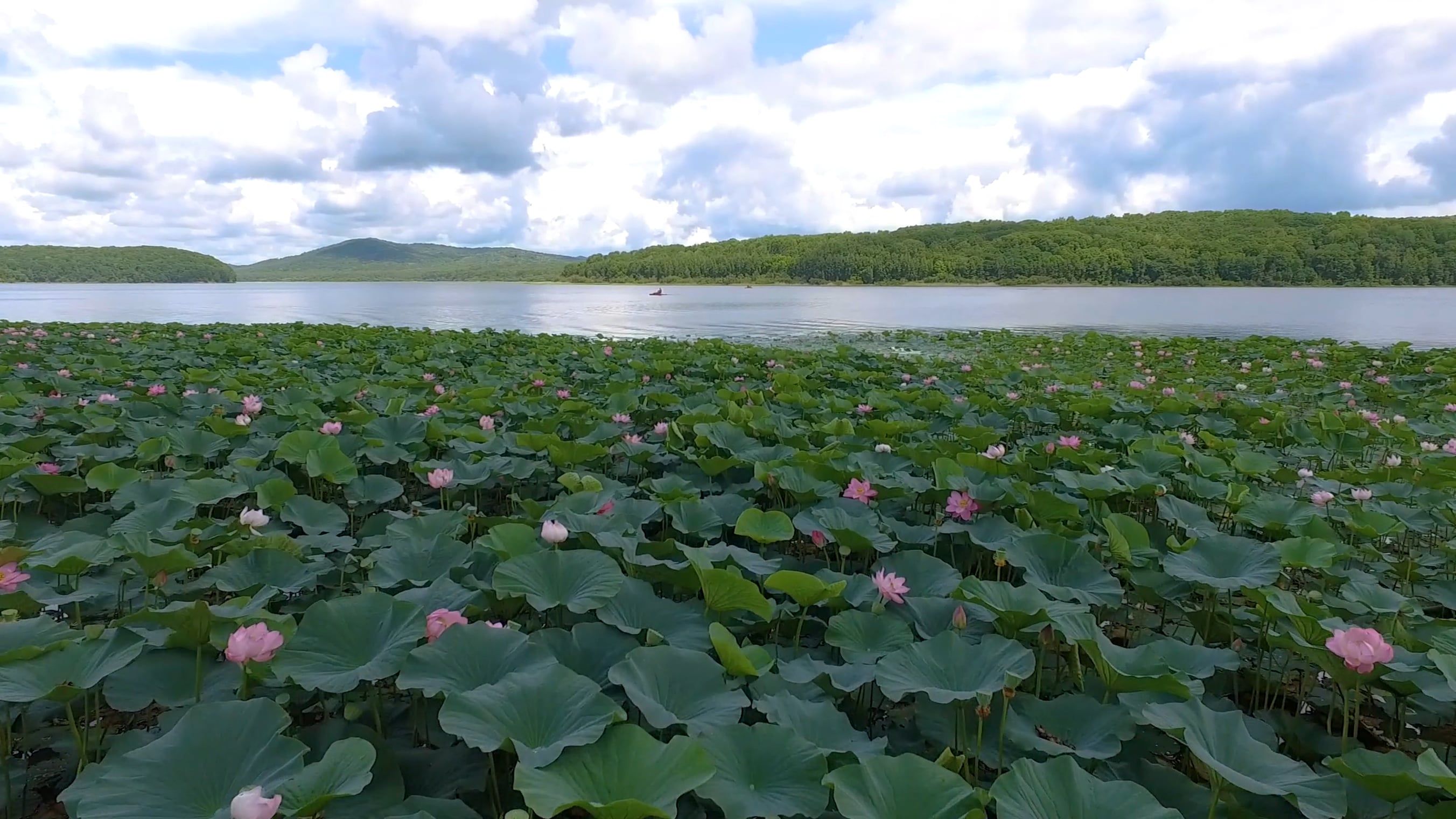 Lotus Flowers in a Lake · Free Stock Video