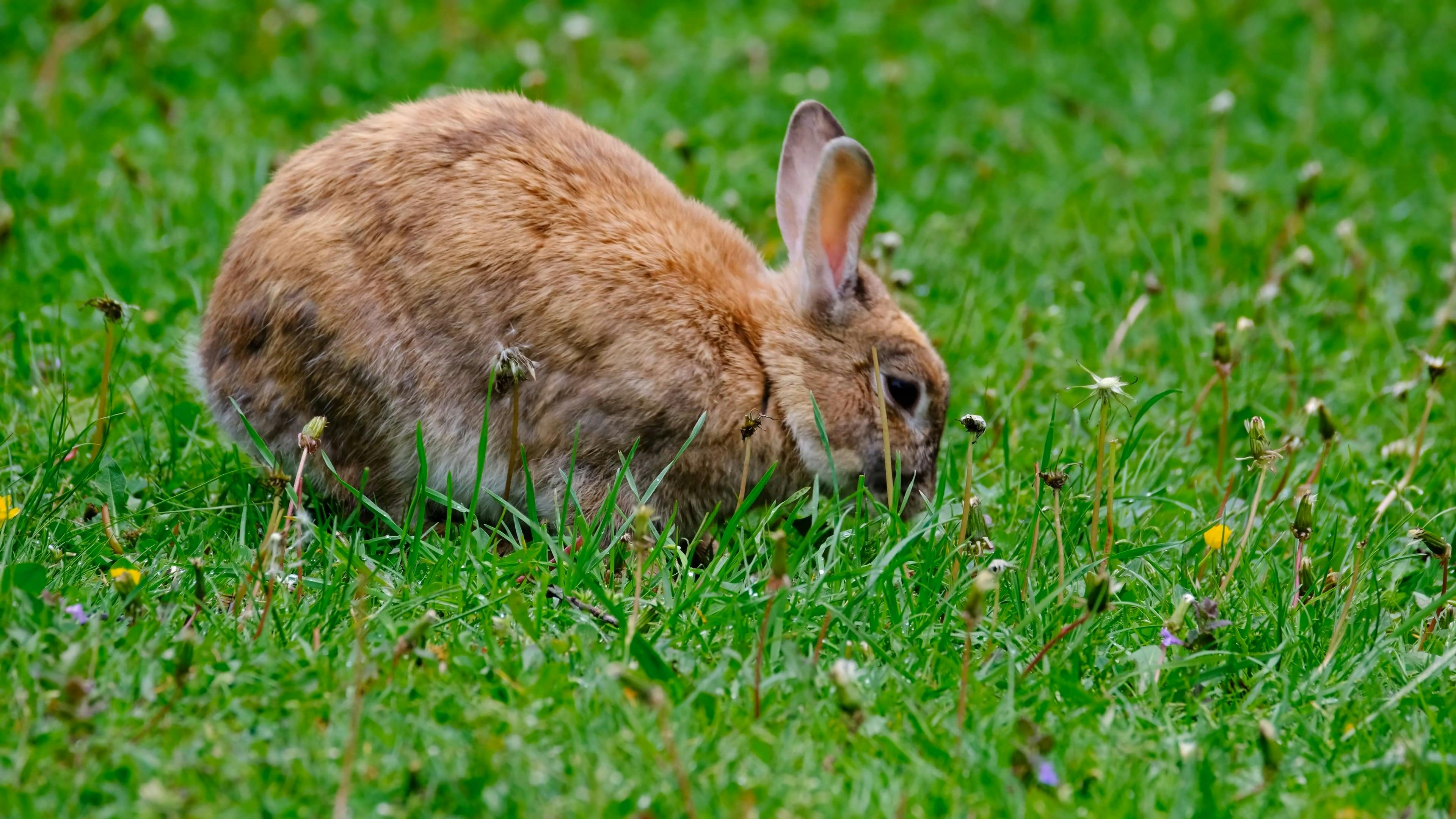 A Rabbit Feeding On The Grass Free Stock Video Footage, Royalty-Free 4K ...