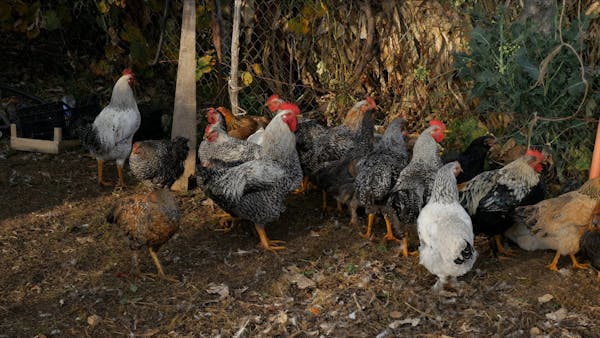 Roosters Videos, Download The BEST Free 4k Stock Video Footage ...