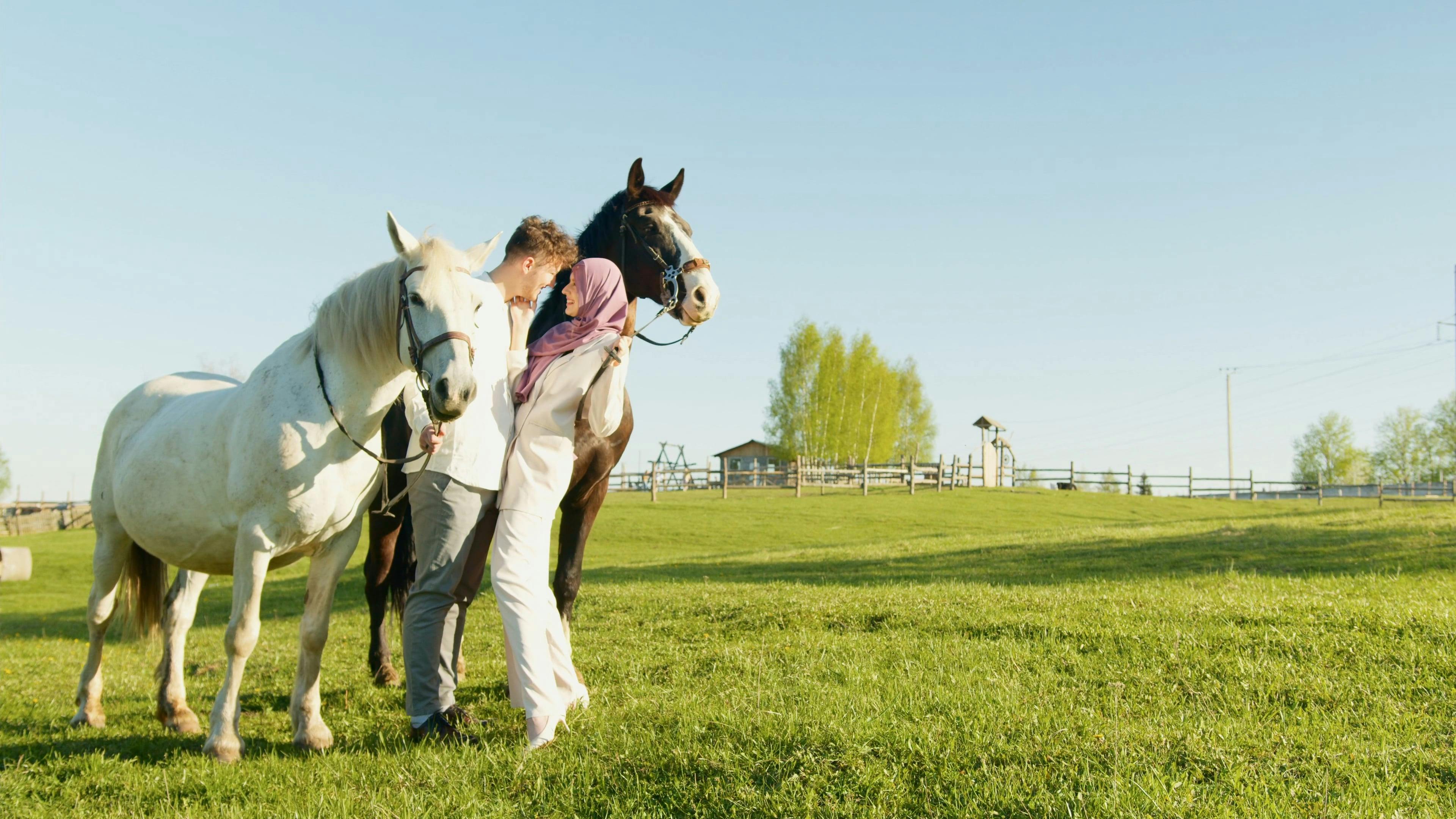 Equine Breeds Videos, Download The BEST Free 4k Stock Video Footage ...