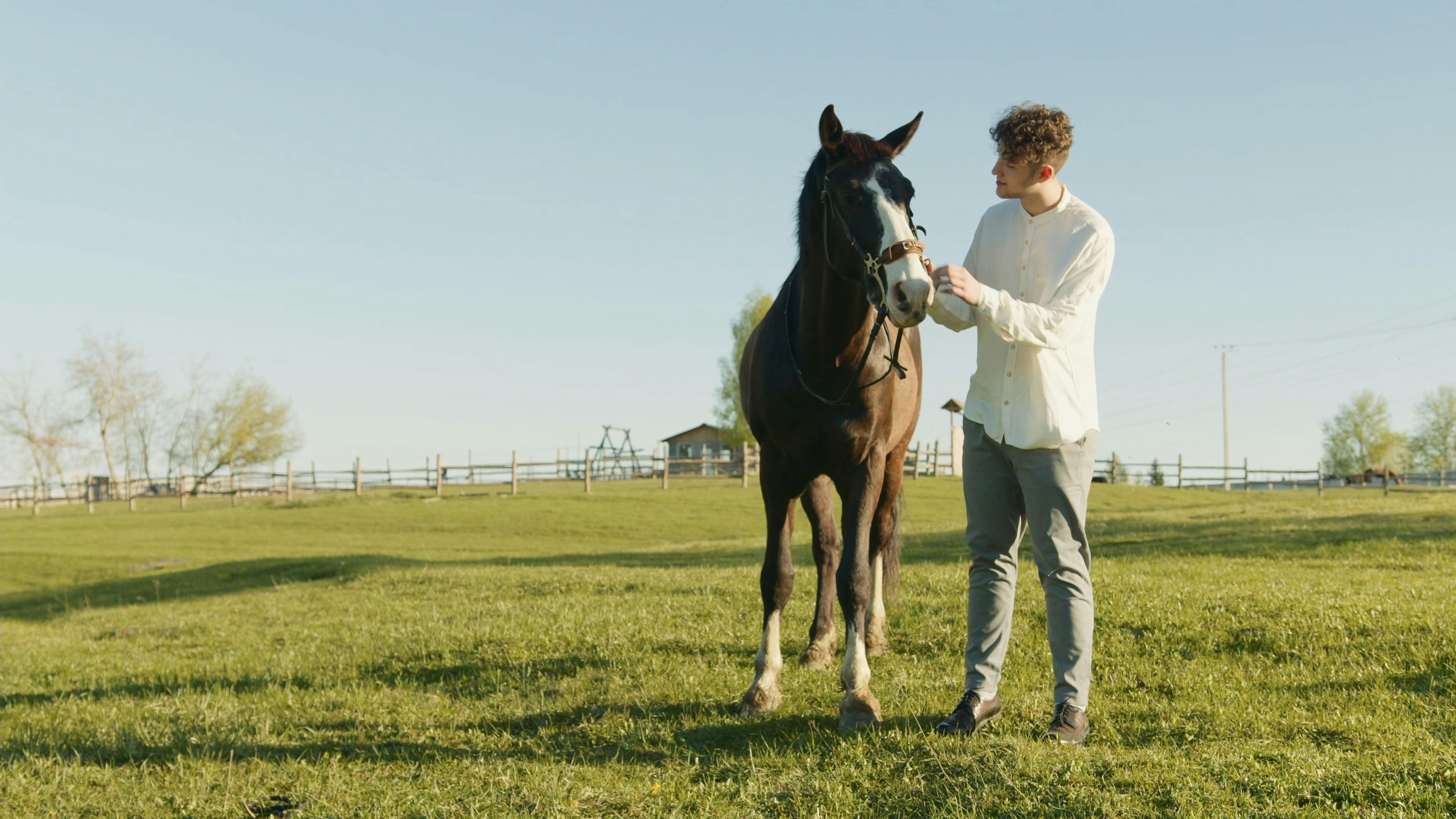 Man holding Horse Free Stock Video Footage, Royalty-Free 4K & HD Video Clip