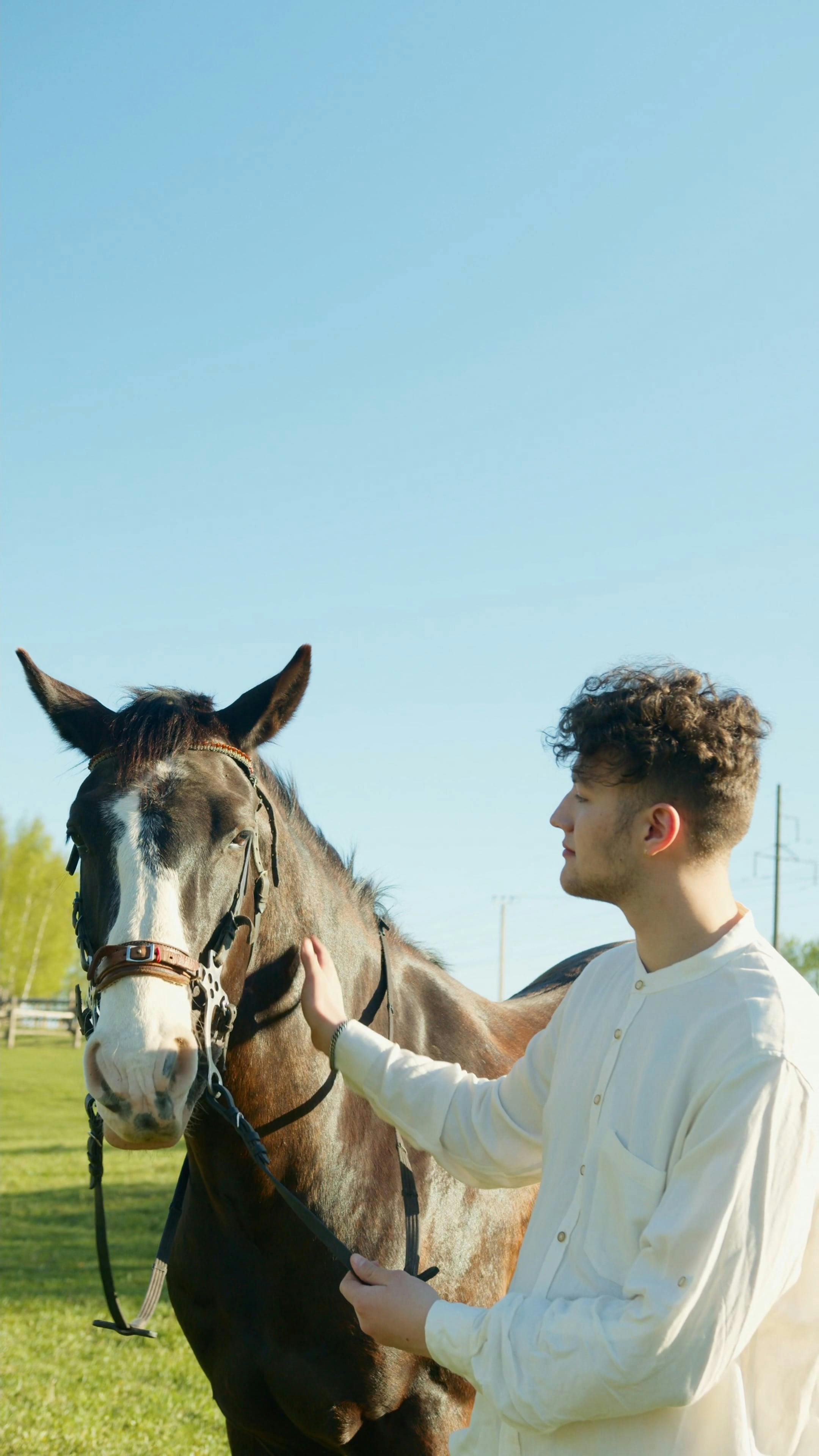 Domestic Horse Videos, Download The BEST Free 4k Stock Video Footage ...