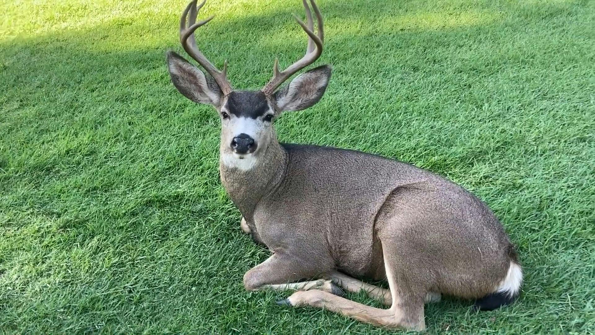 Deer Anatomy Videos, Download The BEST Free 4k Stock Video Footage ...