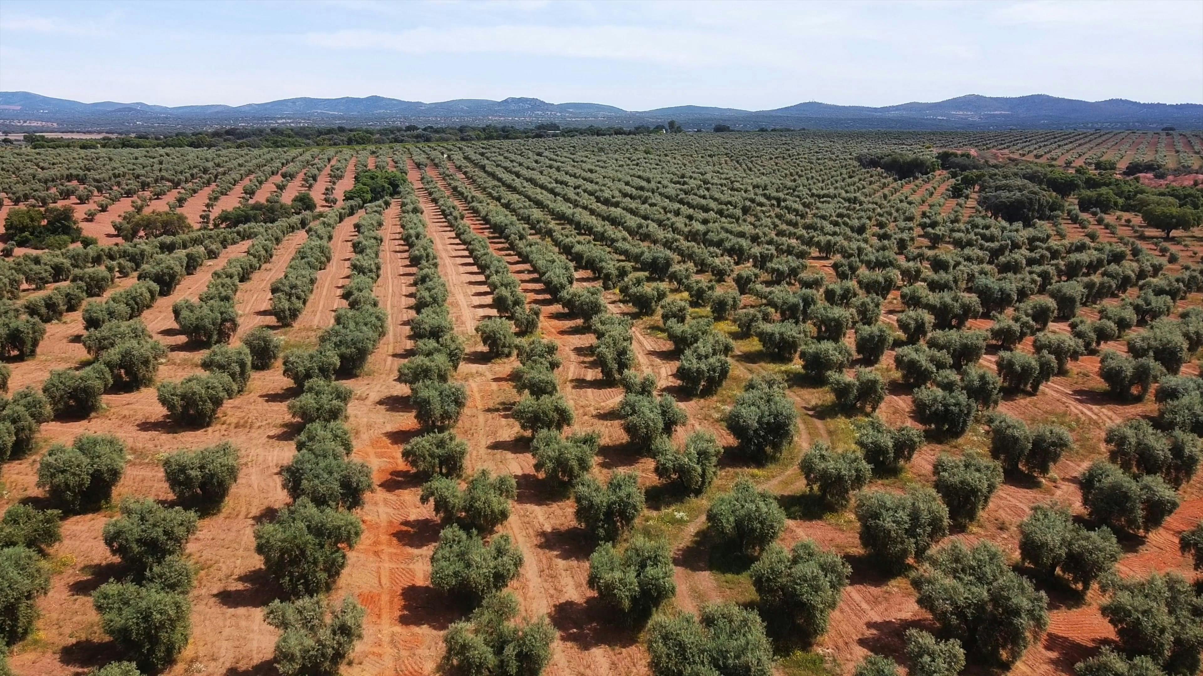 Russian Olive Trees Videos, Download The BEST Free 4k Stock Video ...