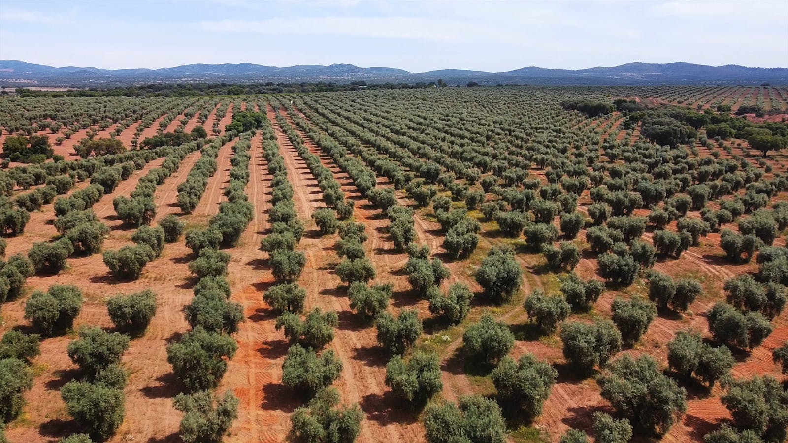 Olive Videos, Download The BEST Free 4k Stock Video Footage & Olive HD ...
