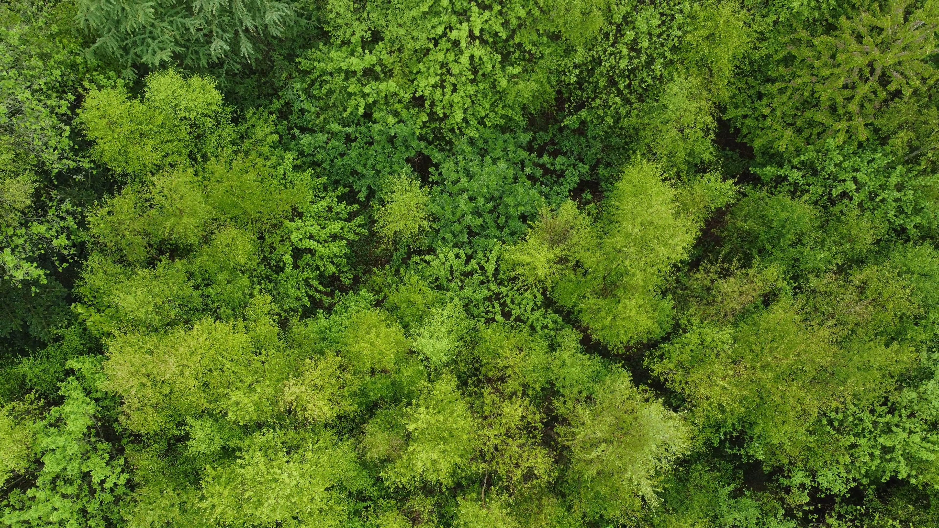 High Angle Shot of the Forest Free Stock Video Footage, Royalty-Free 4K ...