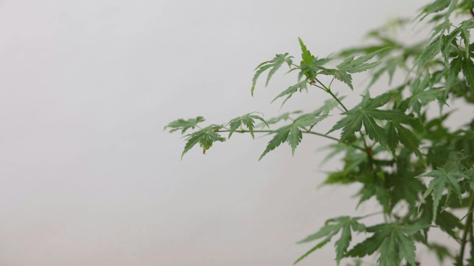 Children Collecting Leaves Videos, Download The BEST Free 4k Stock ...