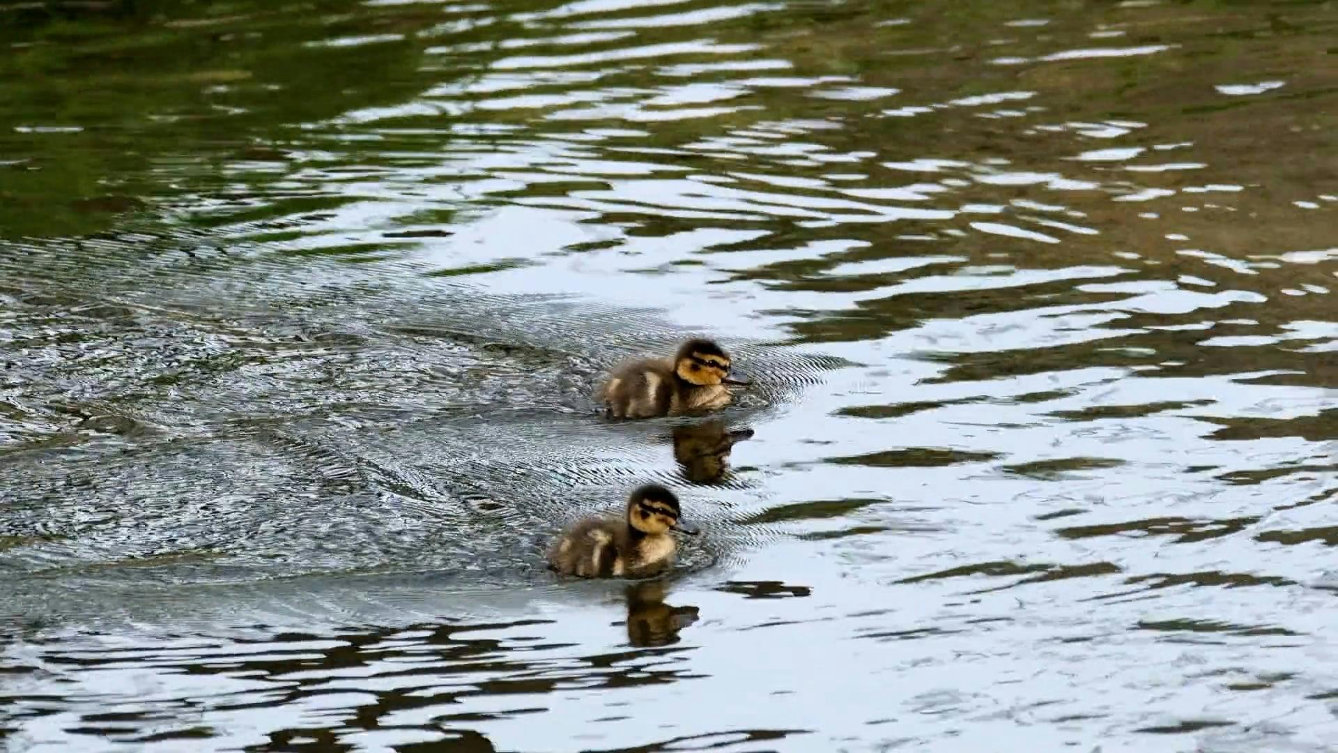 Ducks Floating on Water · Free Stock Video