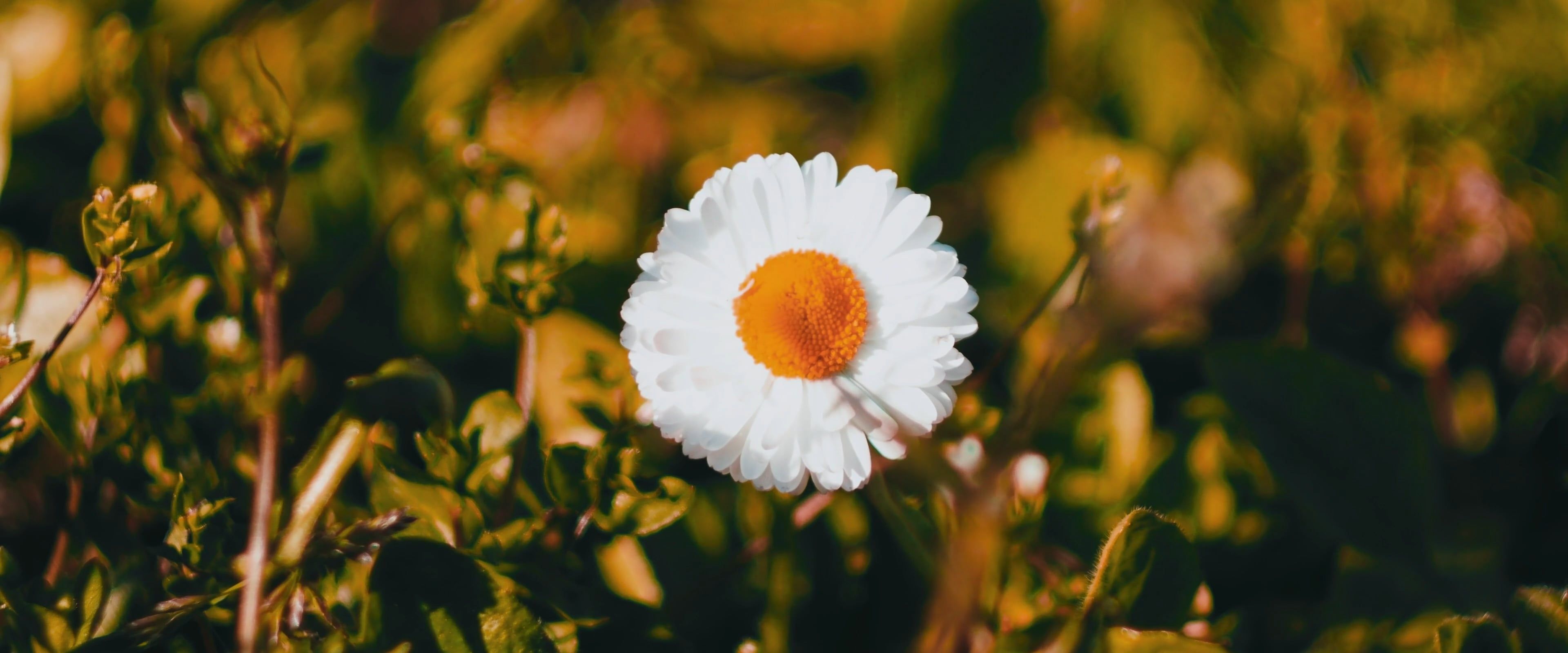 Close Up Video of Different Flowers Free Stock Video Footage, Royalty ...