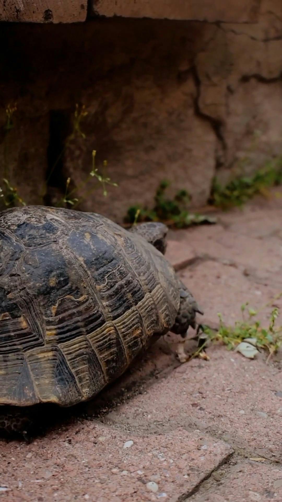 Turtle Path Videos, Download The BEST Free 4k Stock Video Footage ...