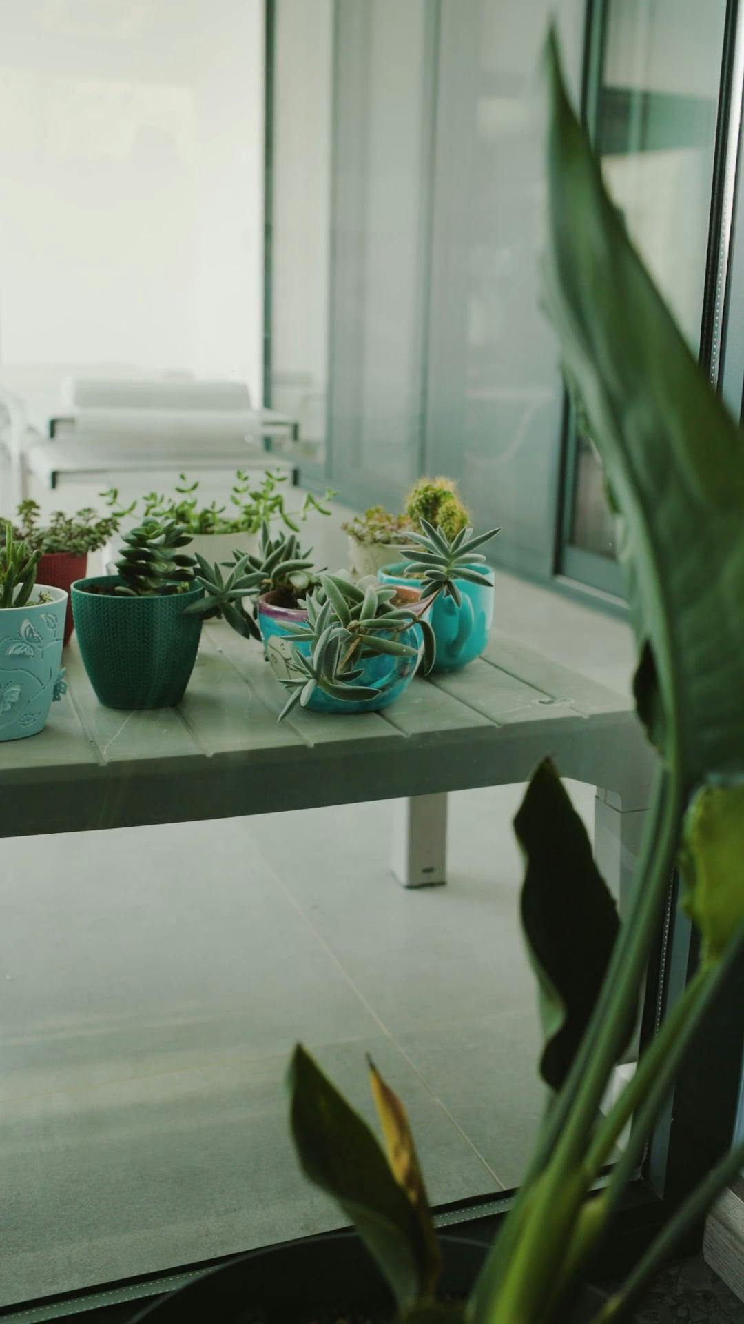 Cactus Plants Videos, Download The BEST Free 4k Stock Video Footage ...