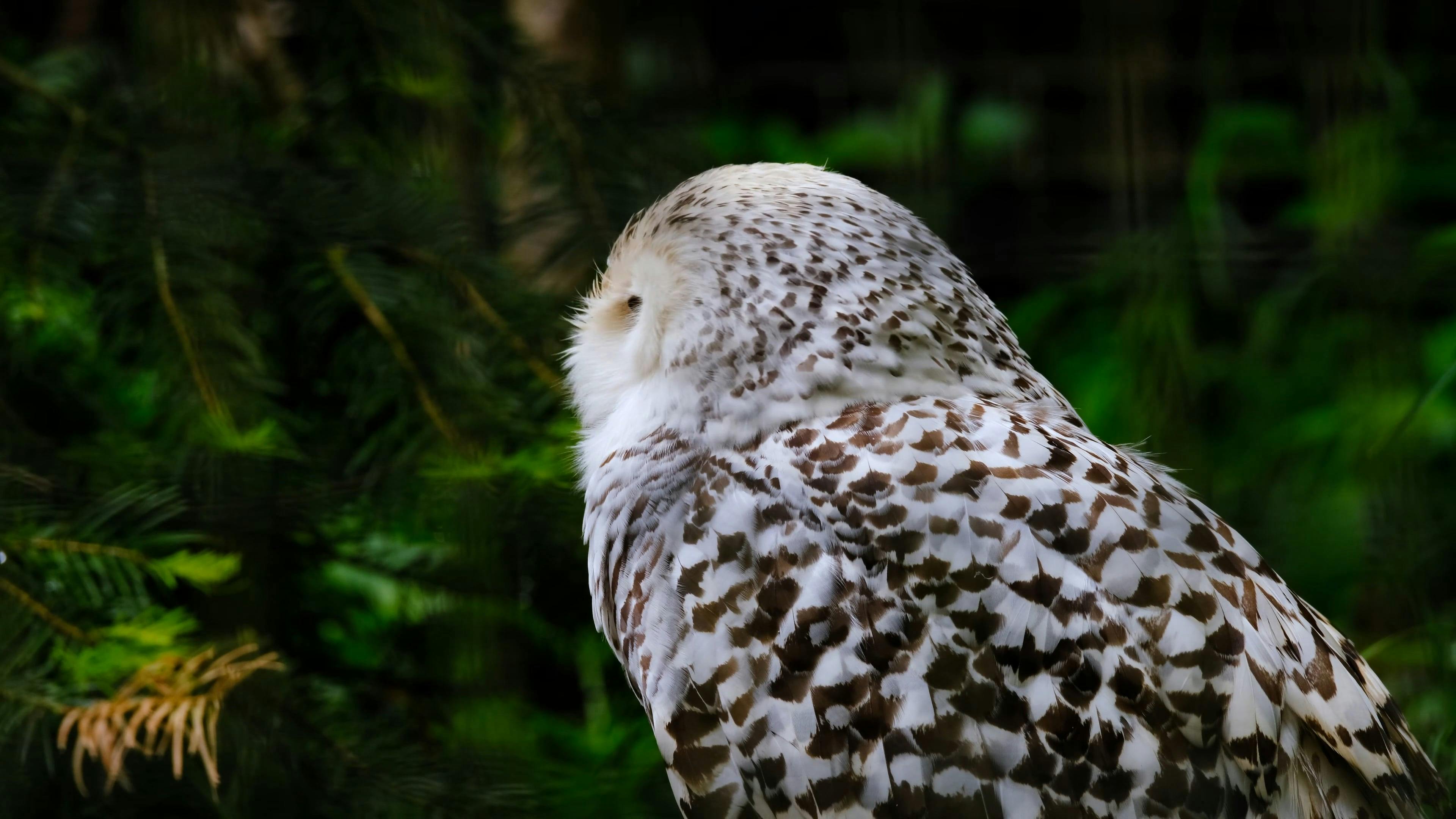 Wild Bird Eating the Leftover Seeds Free Stock Video Footage, Royalty ...