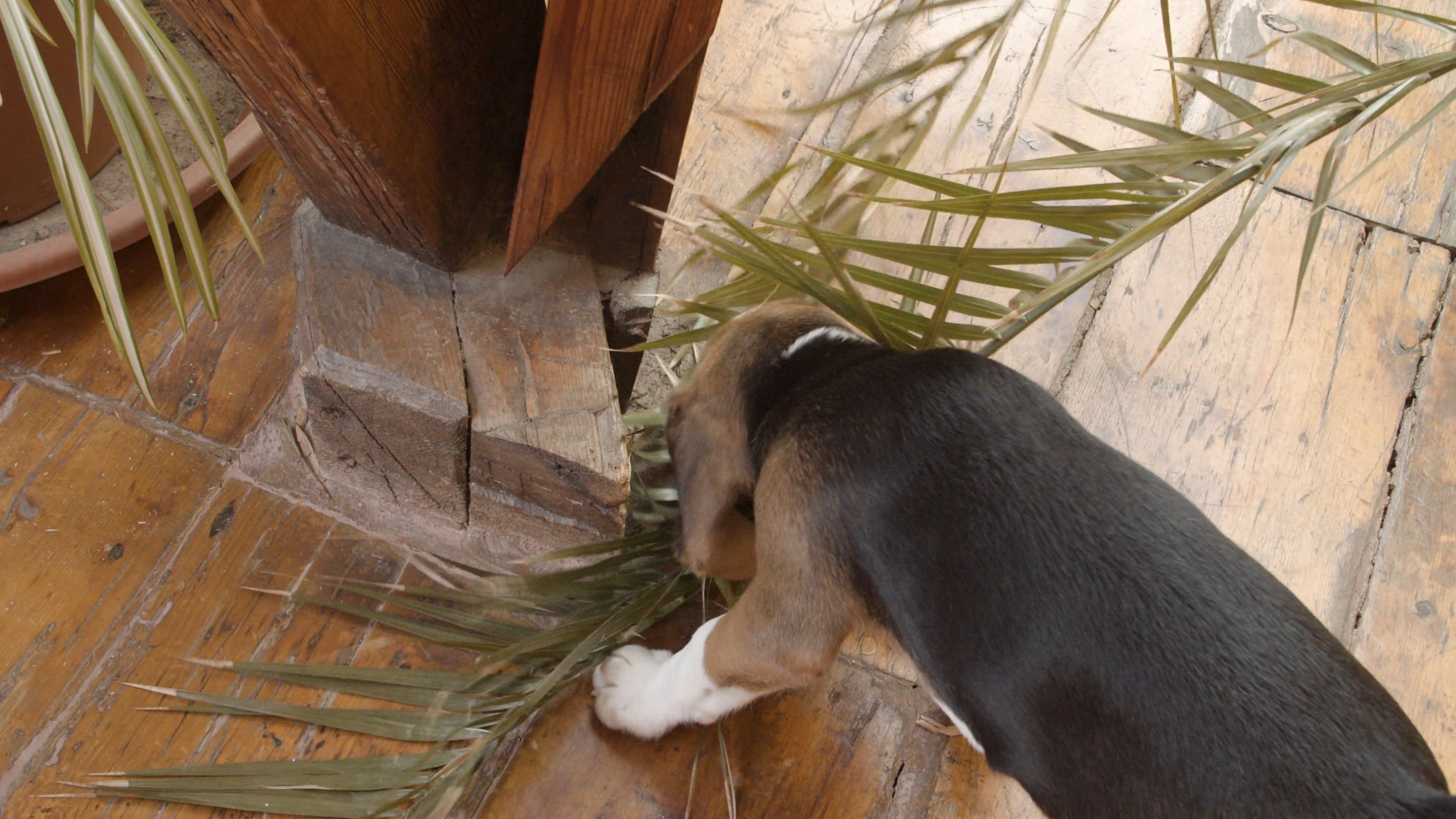 Dog Biting Leaves Free Stock Video Footage, Royalty-Free 4K & HD Video Clip