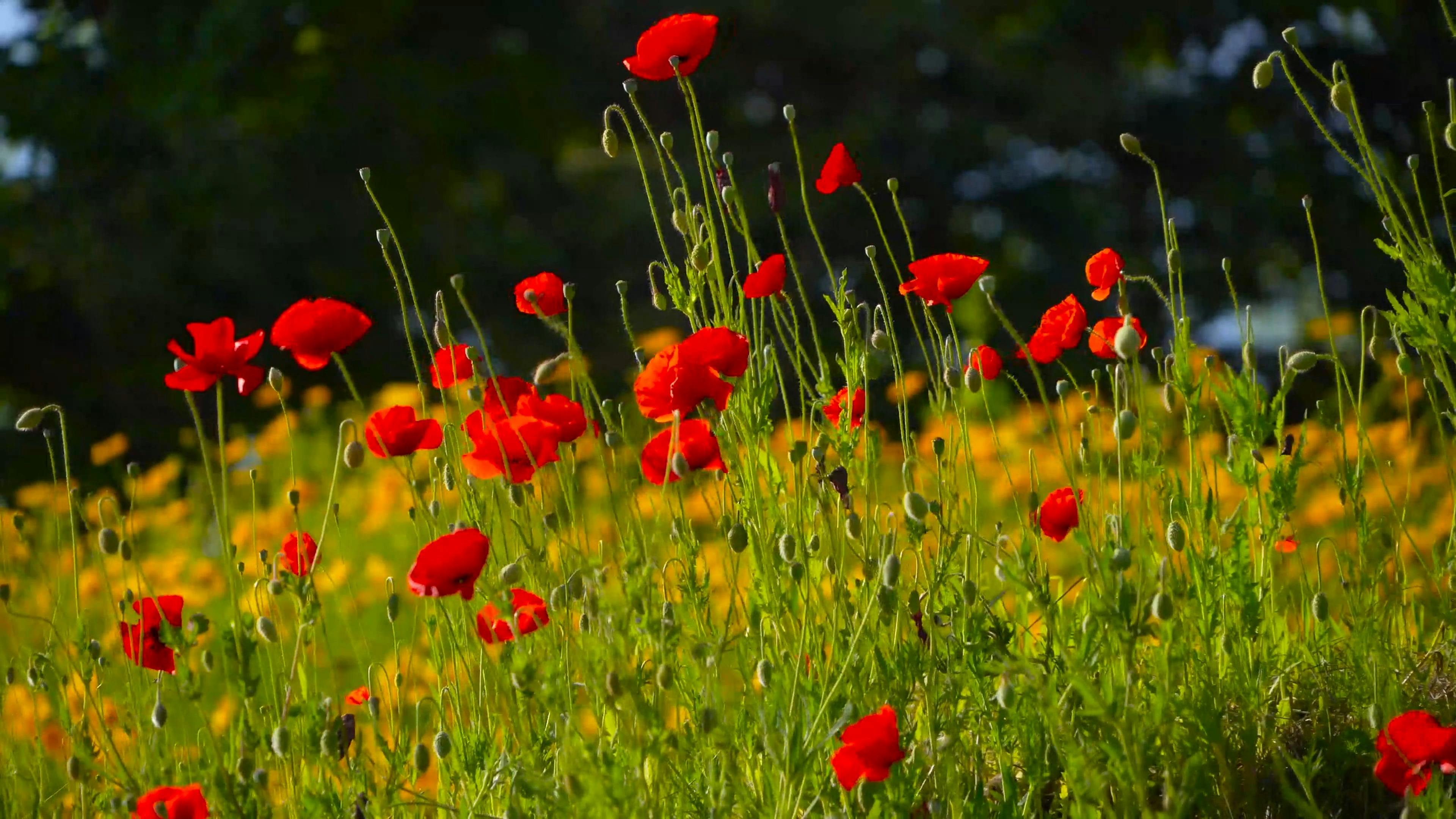Red Flowers Swaying in the Wind · Free Stock Video