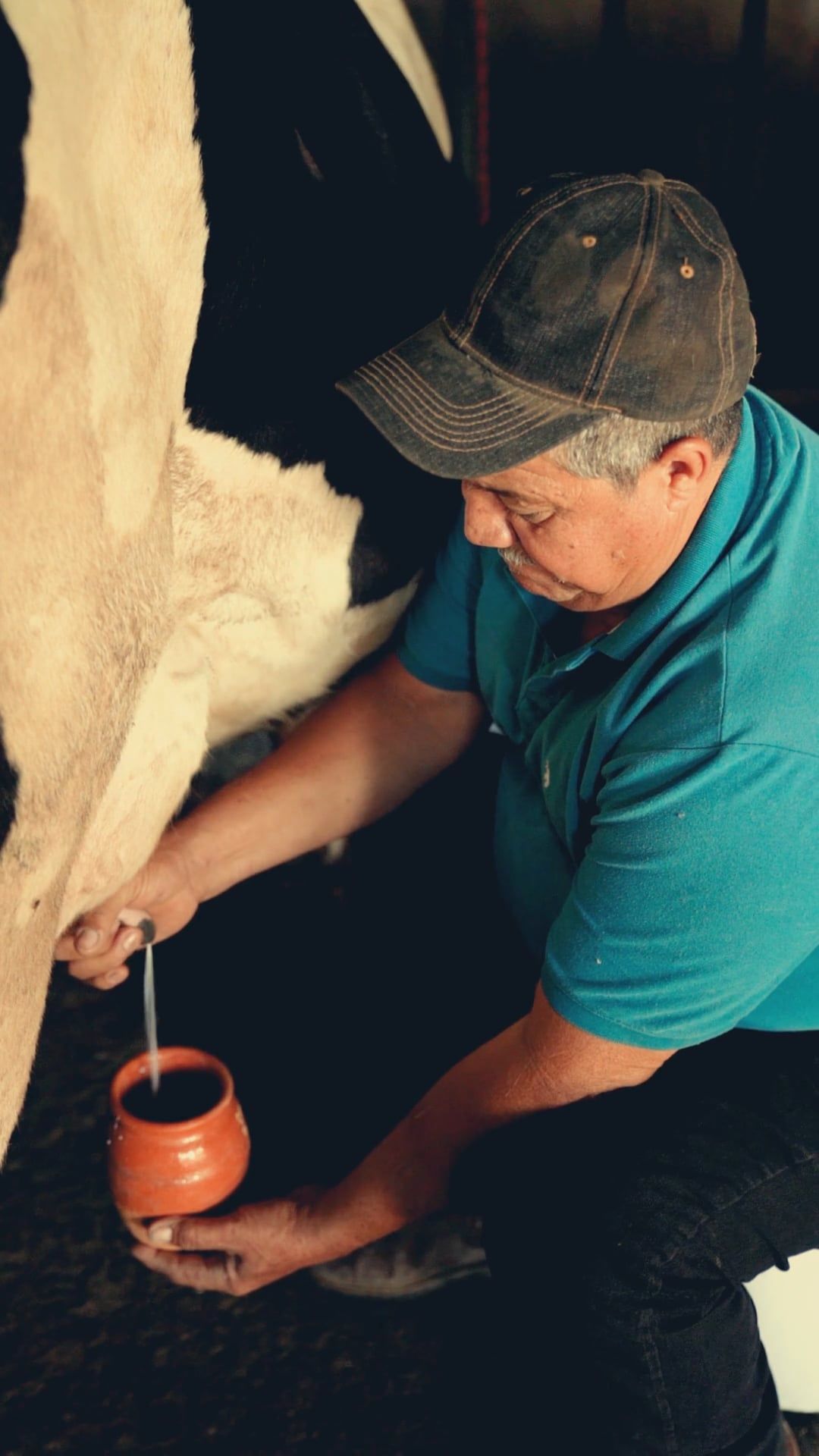 Milking Videos Download The Best Free 4k Stock Video Footage And Milking