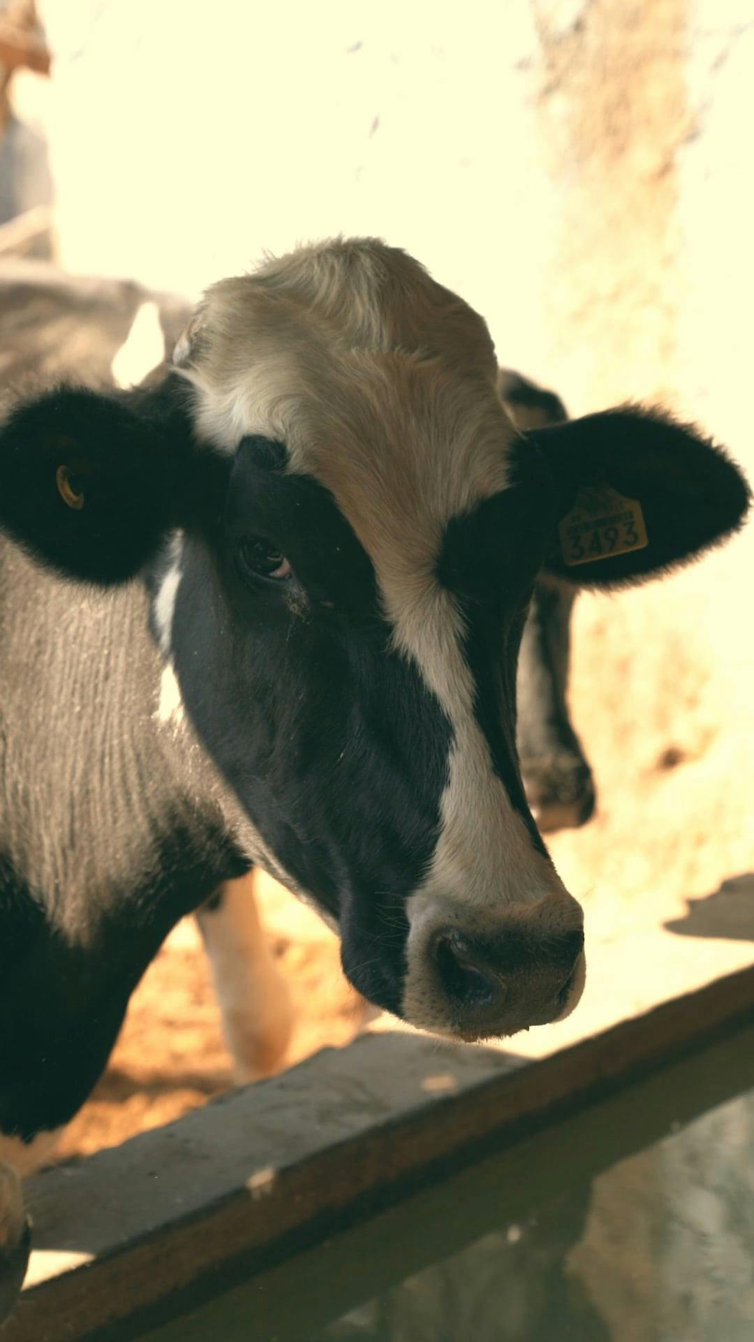 Cow Skins Videos, Download The BEST Free 4k Stock Video Footage & Cow ...