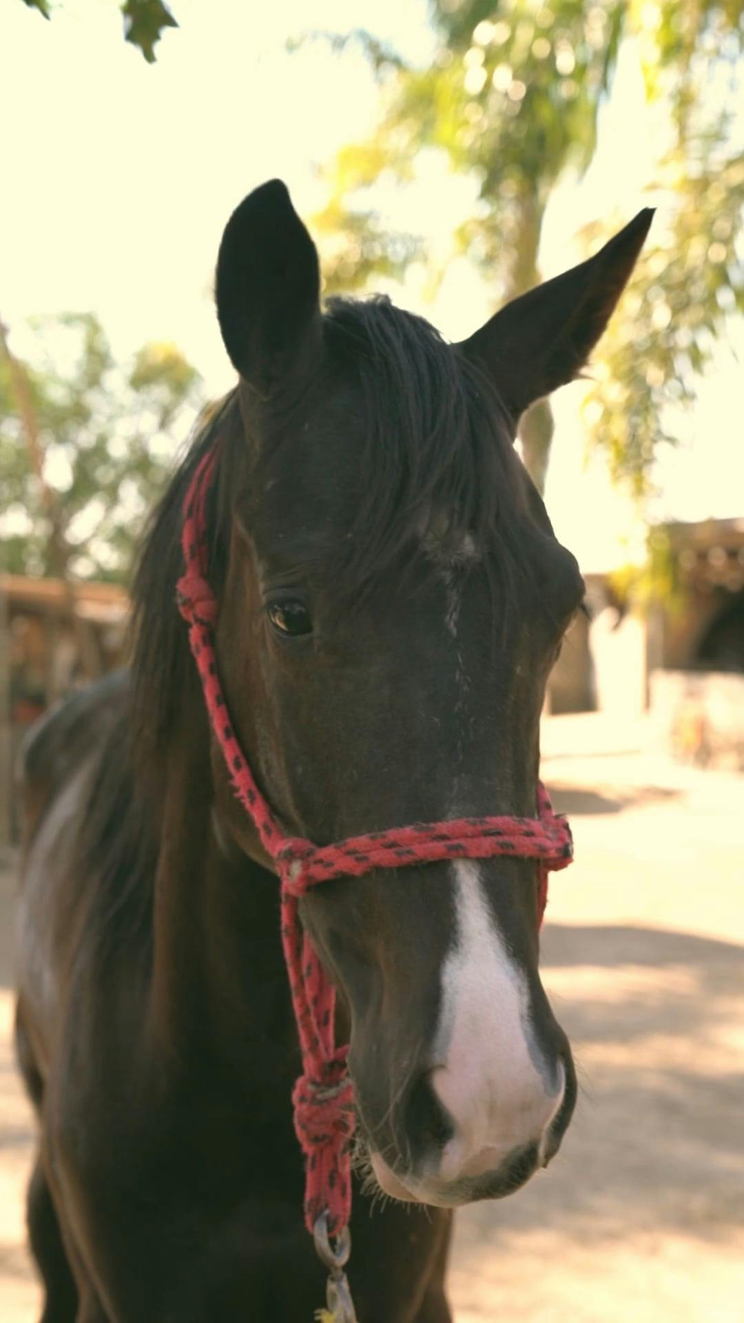 Red Bridle Videos, Download The BEST Free 4k Stock Video Footage & Red ...