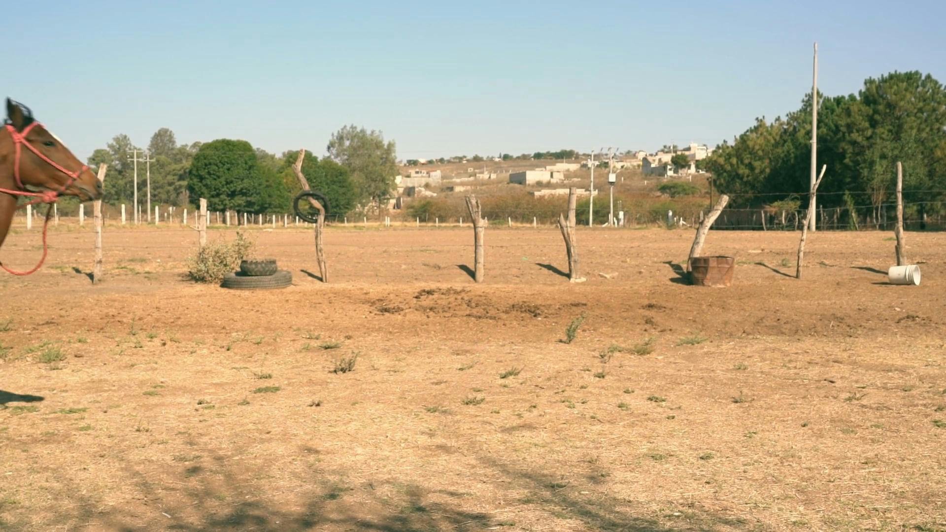 Tree Rigging Videos, Download The BEST Free 4k Stock Video Footage ...