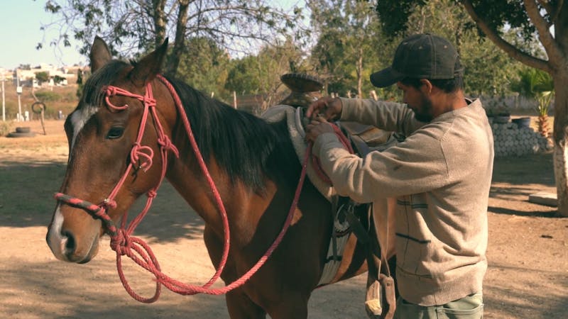 339+ Best Free Cowboy 4K Stock Video Footage & Royalty-Free HD Video Clips