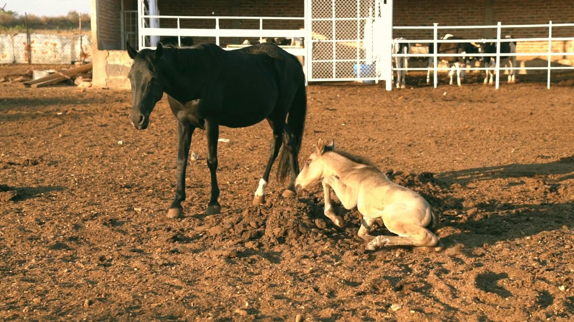 Standing Horse Videos, Download The BEST Free 4k Stock Video Footage ...