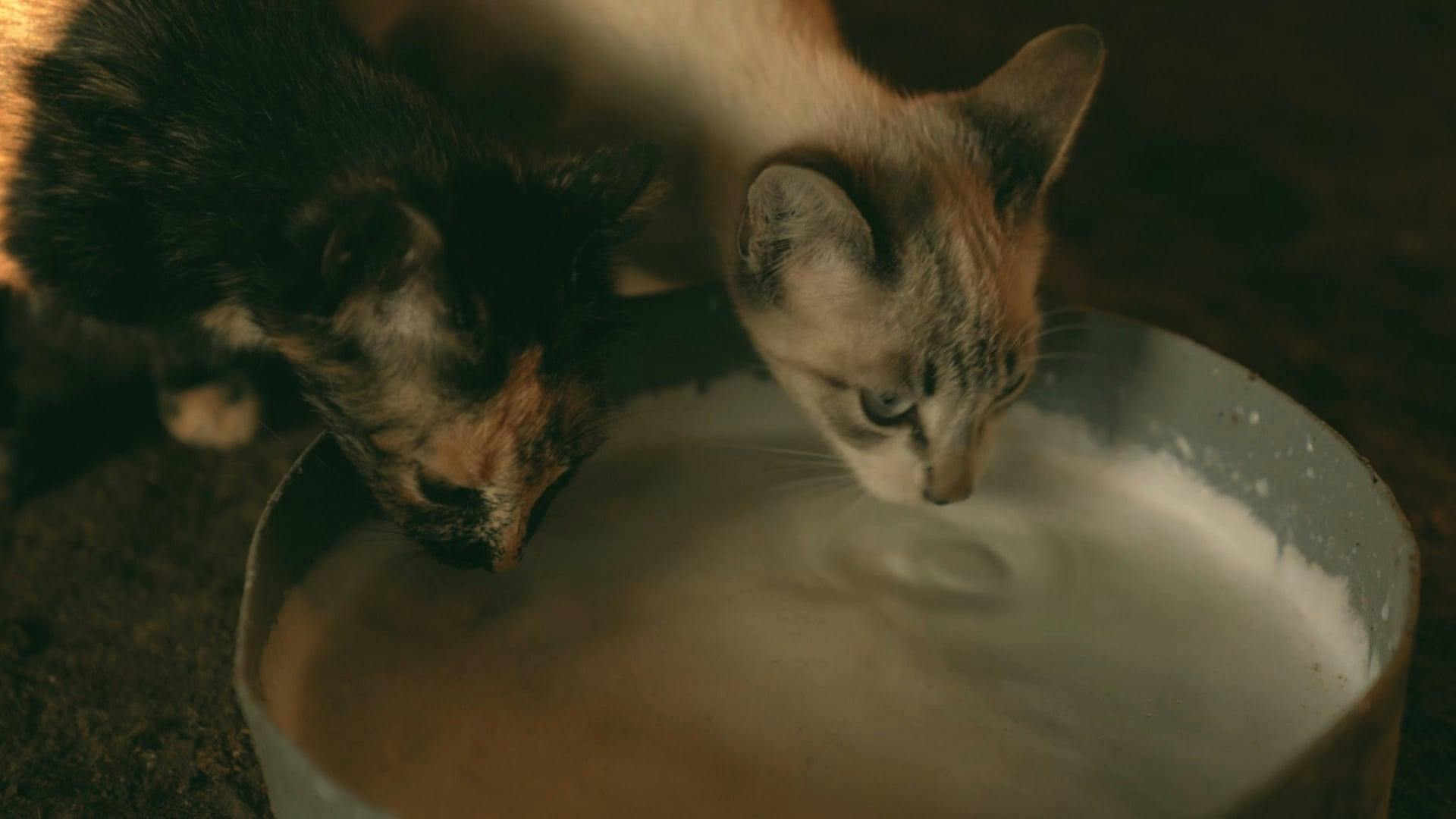 A Cat Between Boxes · Free Stock Video