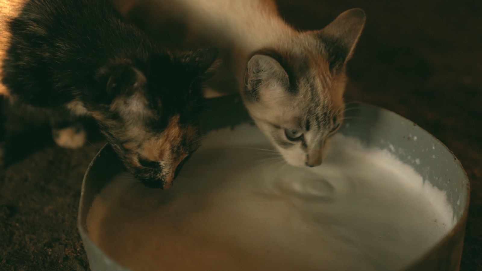Cats Milking Videos, Download The BEST Free 4k Stock Video Footage ...