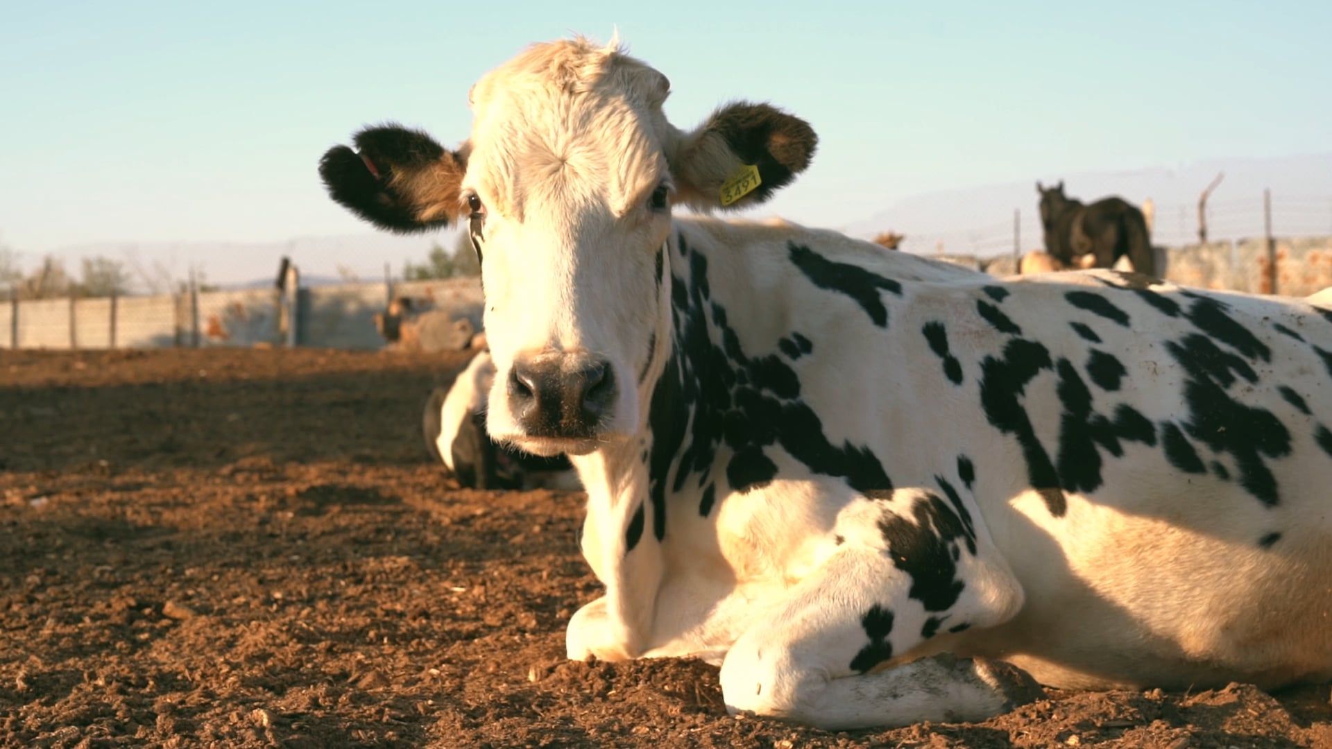 A Family Own Farm With Different Farm Animals Free Stock Video Footage ...