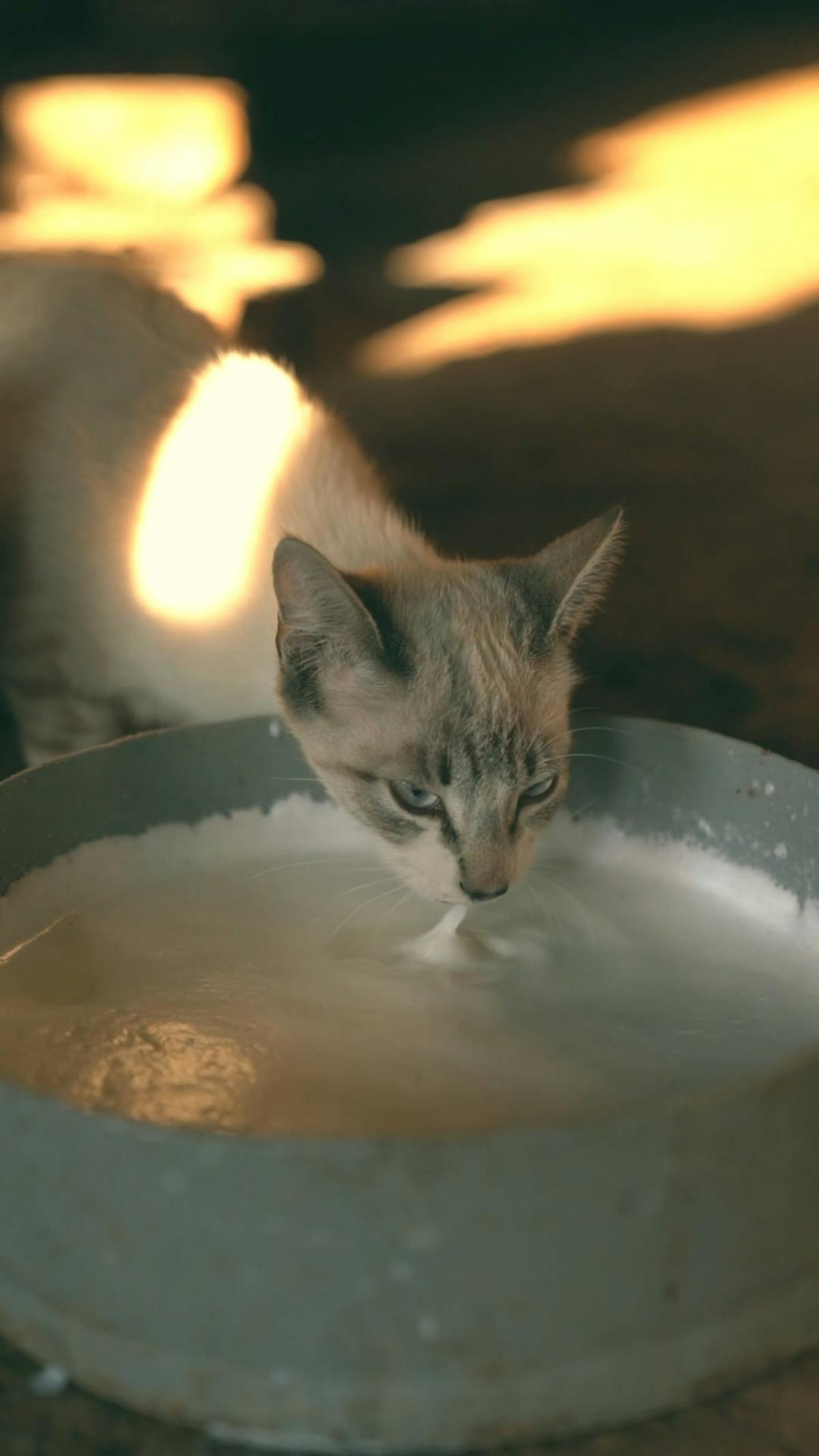 1,348+ Best Free Cat 4K Stock Video Footage & Royalty-Free HD Video Clips