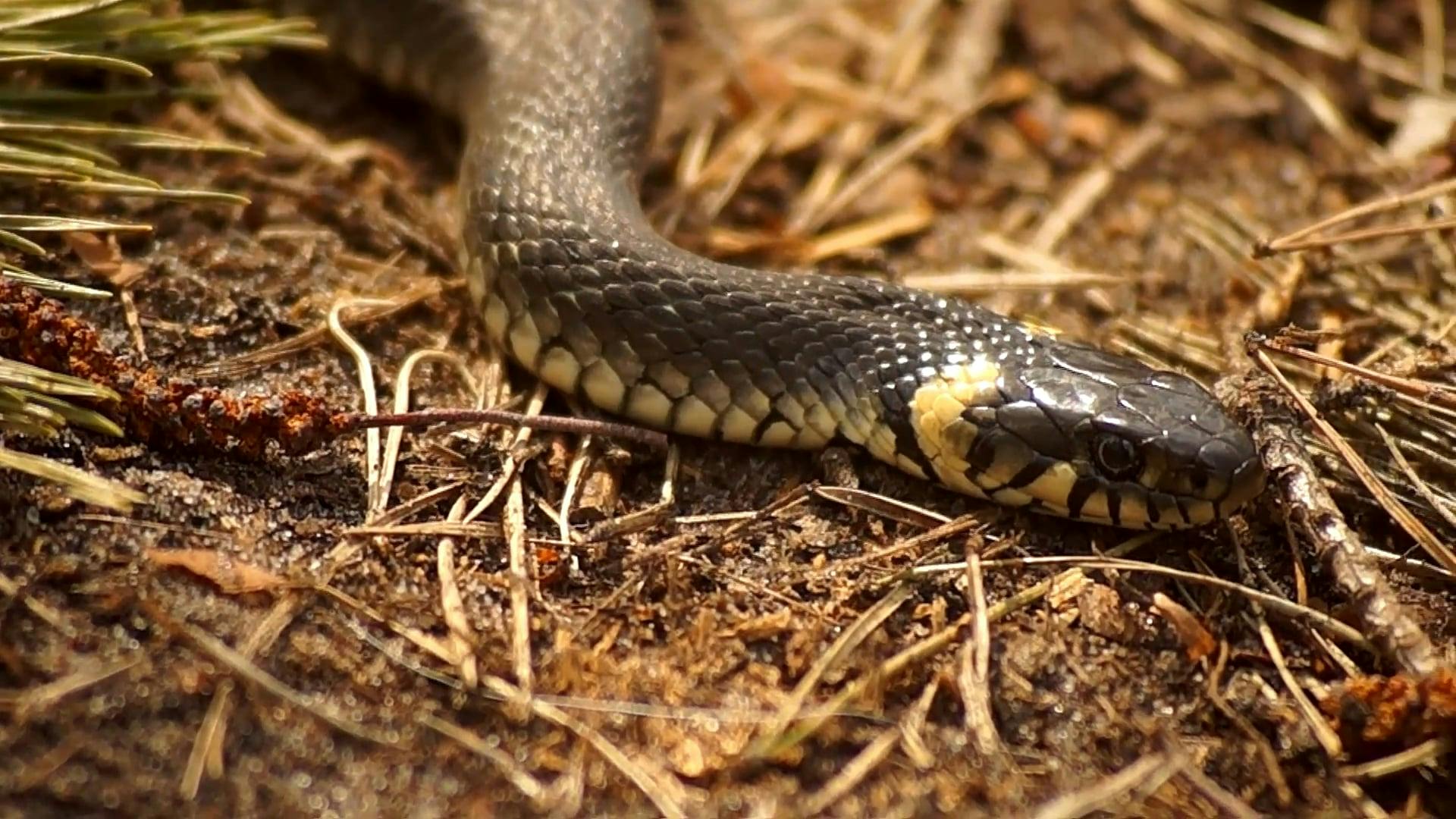 Snake on the Ground Free Stock Video Footage, Royalty-Free 4K & HD ...