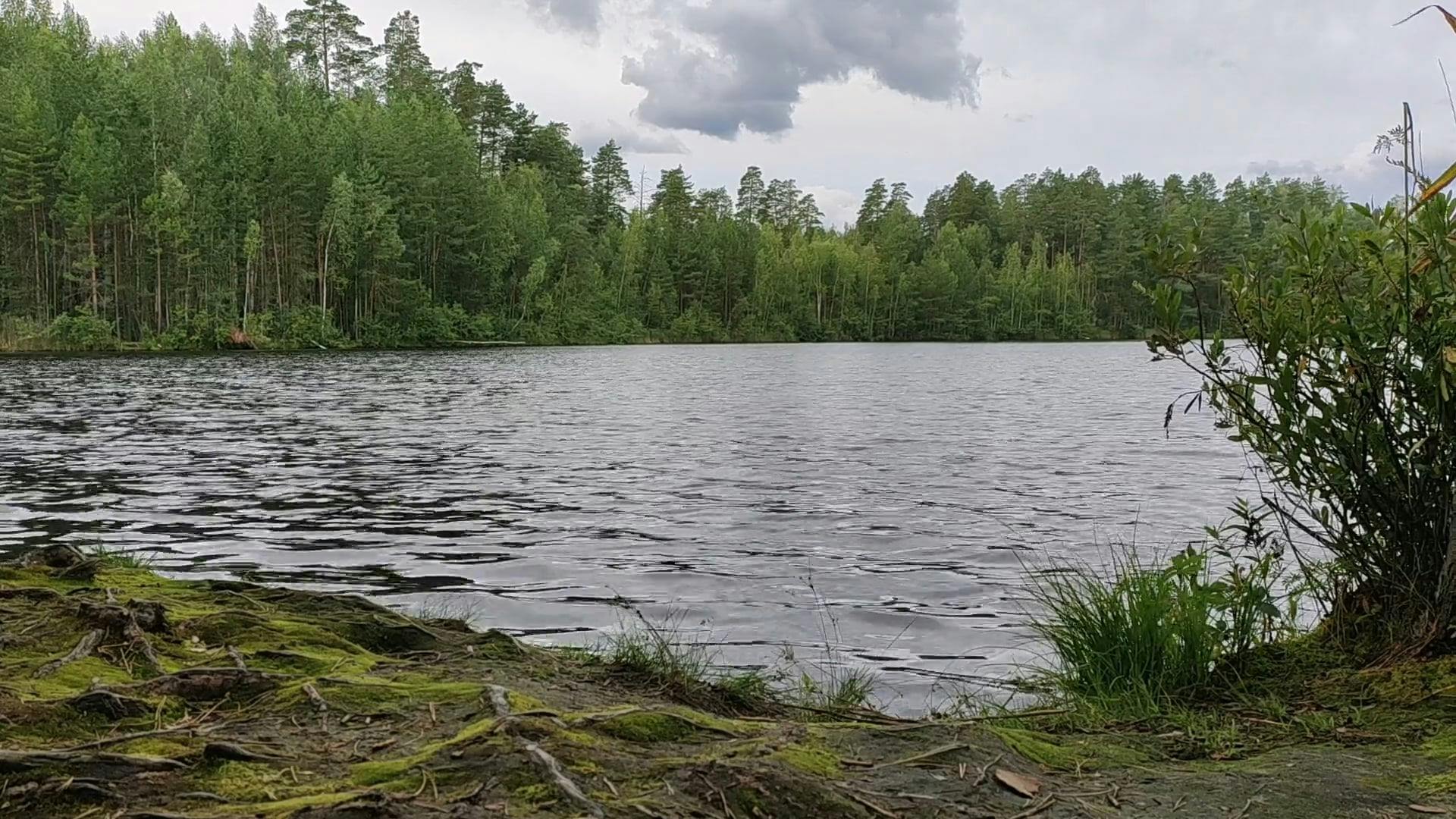 Bamboo Trees Waving Free Stock Video Footage, Royalty-Free 4K & HD ...