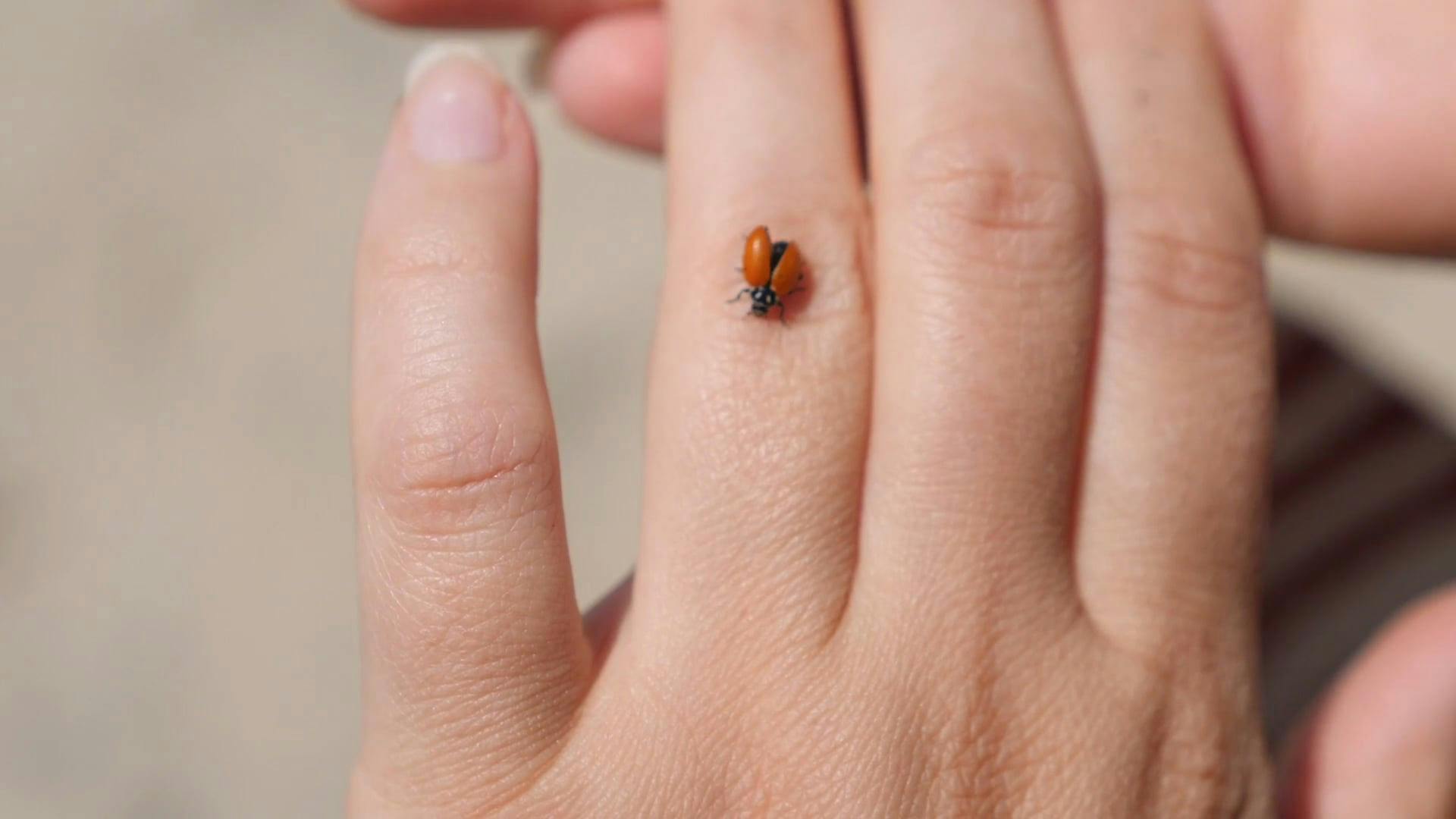 Bug Crawling on the Finger Free Stock Video Footage, Royalty-Free 4K ...