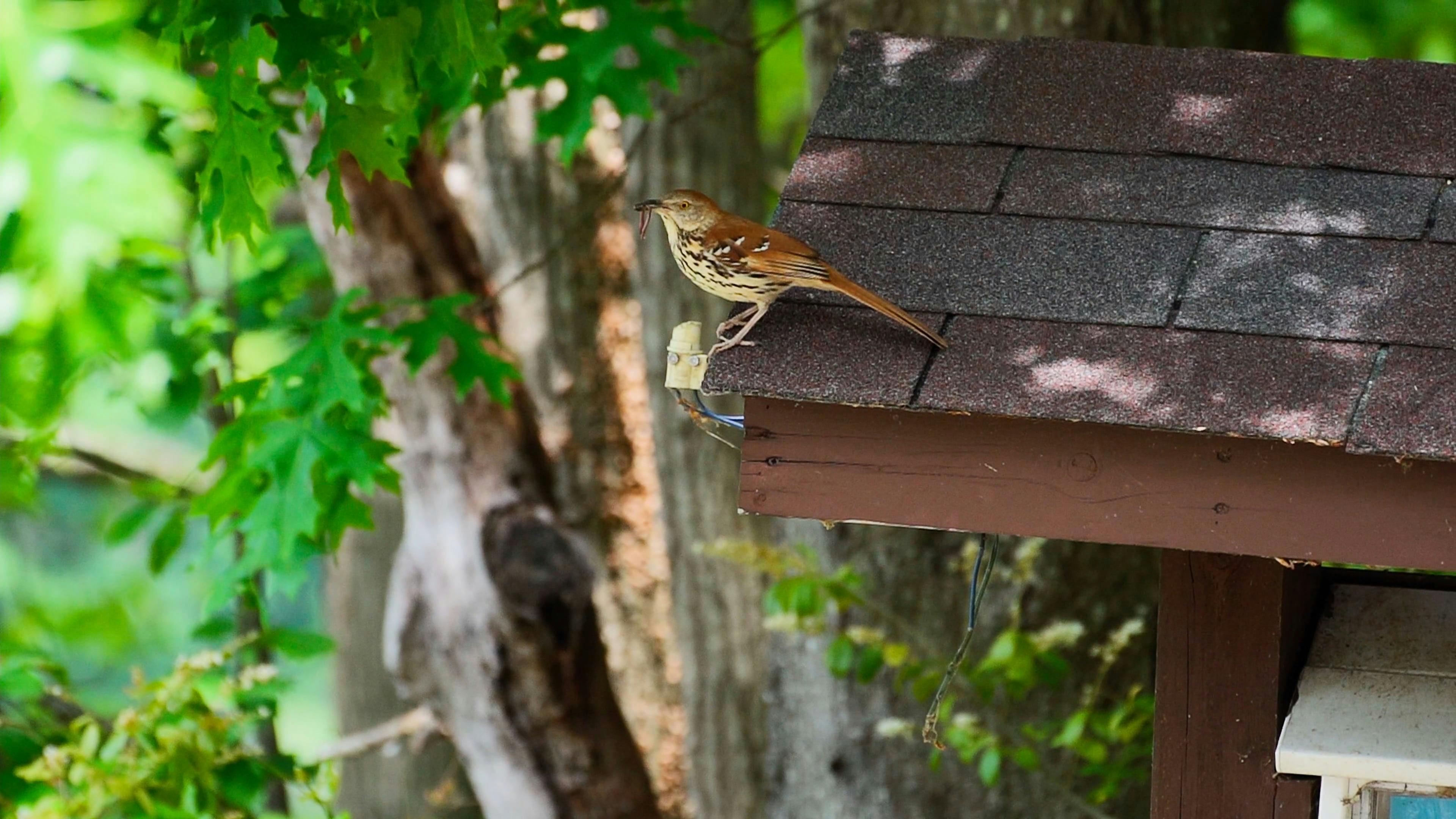 Los mejores 3000+ vídeos de El Pájaro Y El Gusano · Banco de Imágenes ...