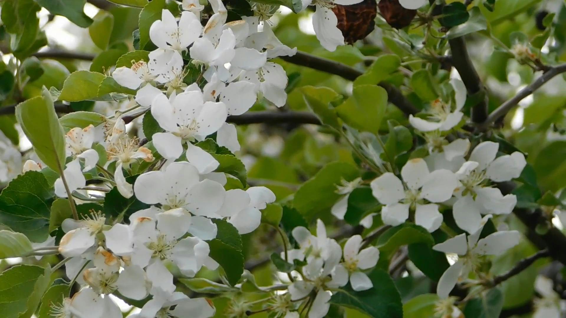 White Flowers on a Crabapple Tree Branch Free Stock Video Footage ...