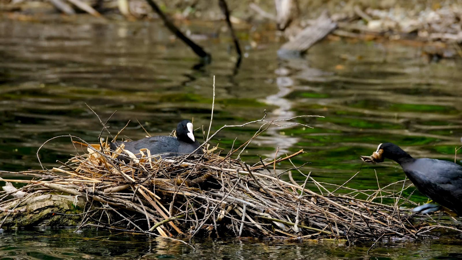 Mating Animals Videos, Download The BEST Free 4k Stock Video Footage ...