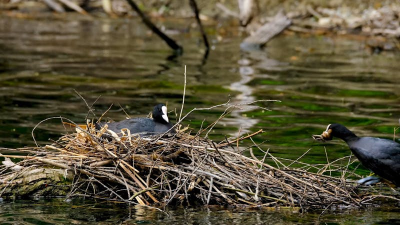 Pangolin Videos, Download The BEST Free 4k Stock Video Footage ...