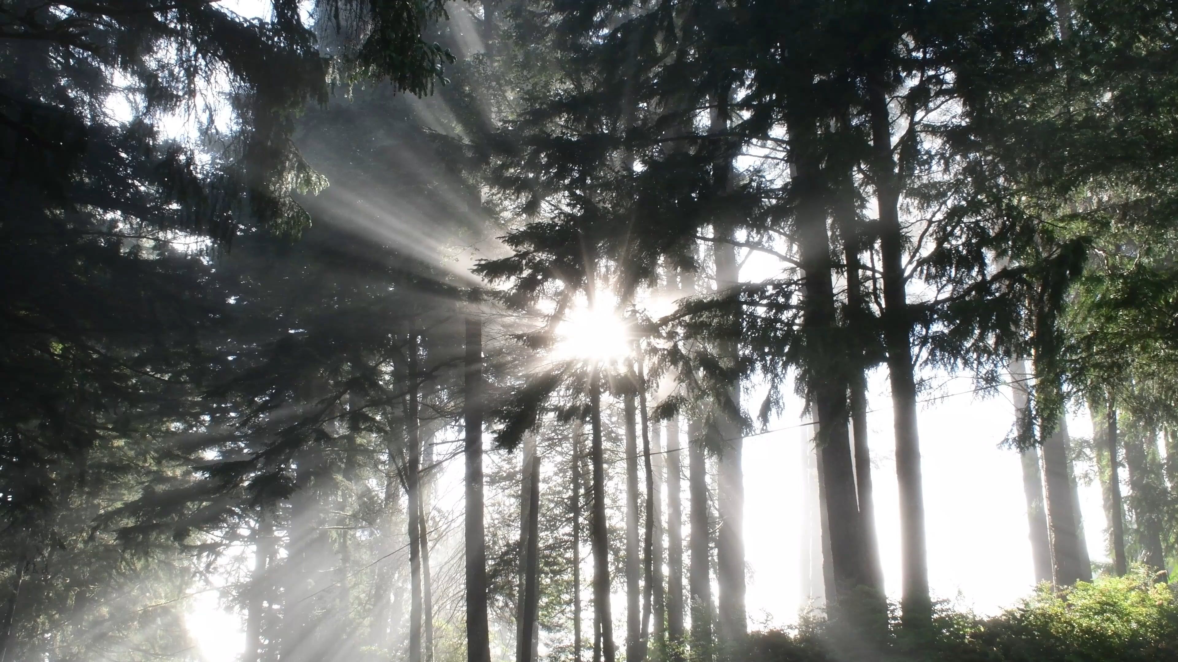 Sun Rays Peeking Through Trees Free Stock Video Footage, Royalty-Free ...